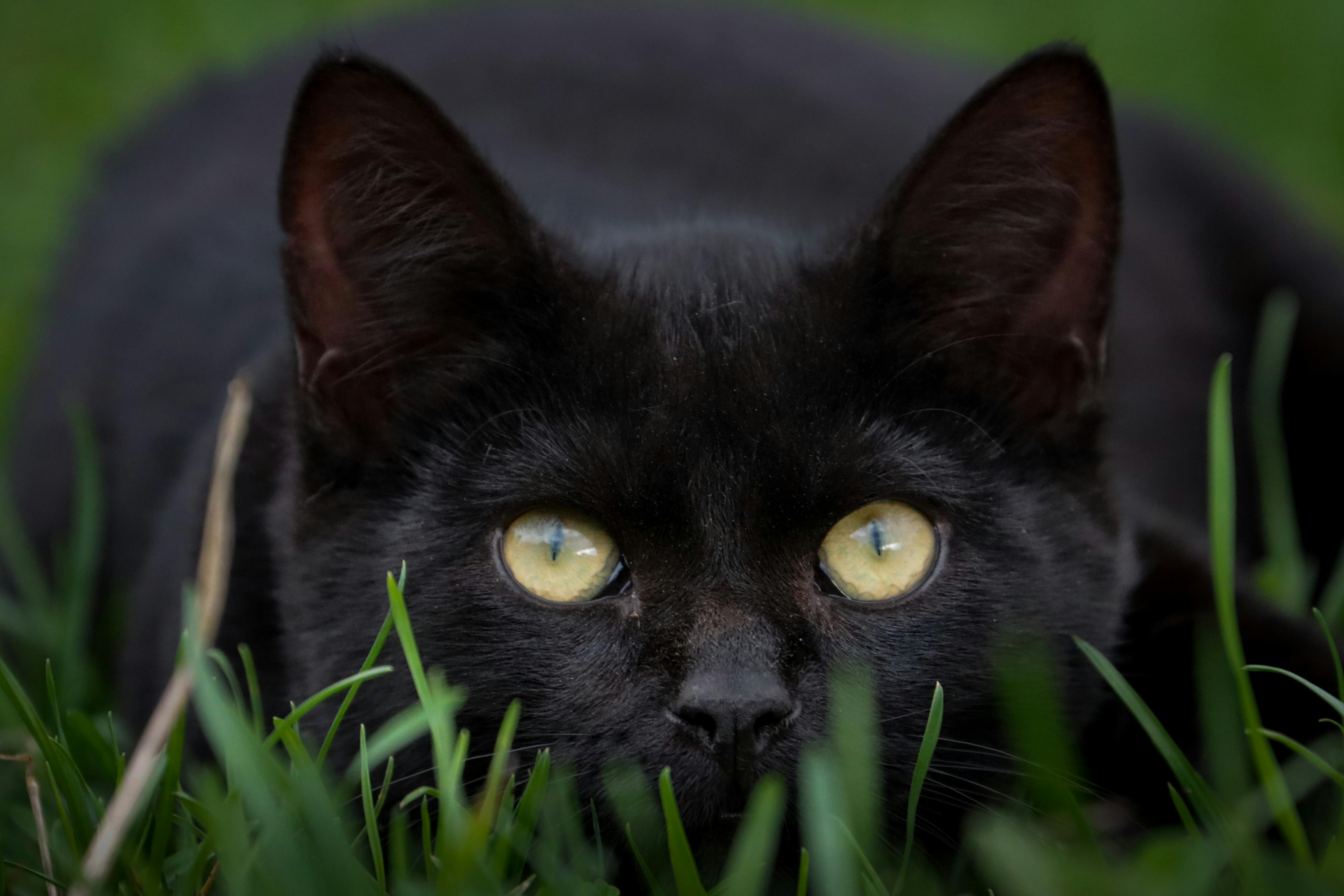 Black Cat on Grass · Free Stock Photo