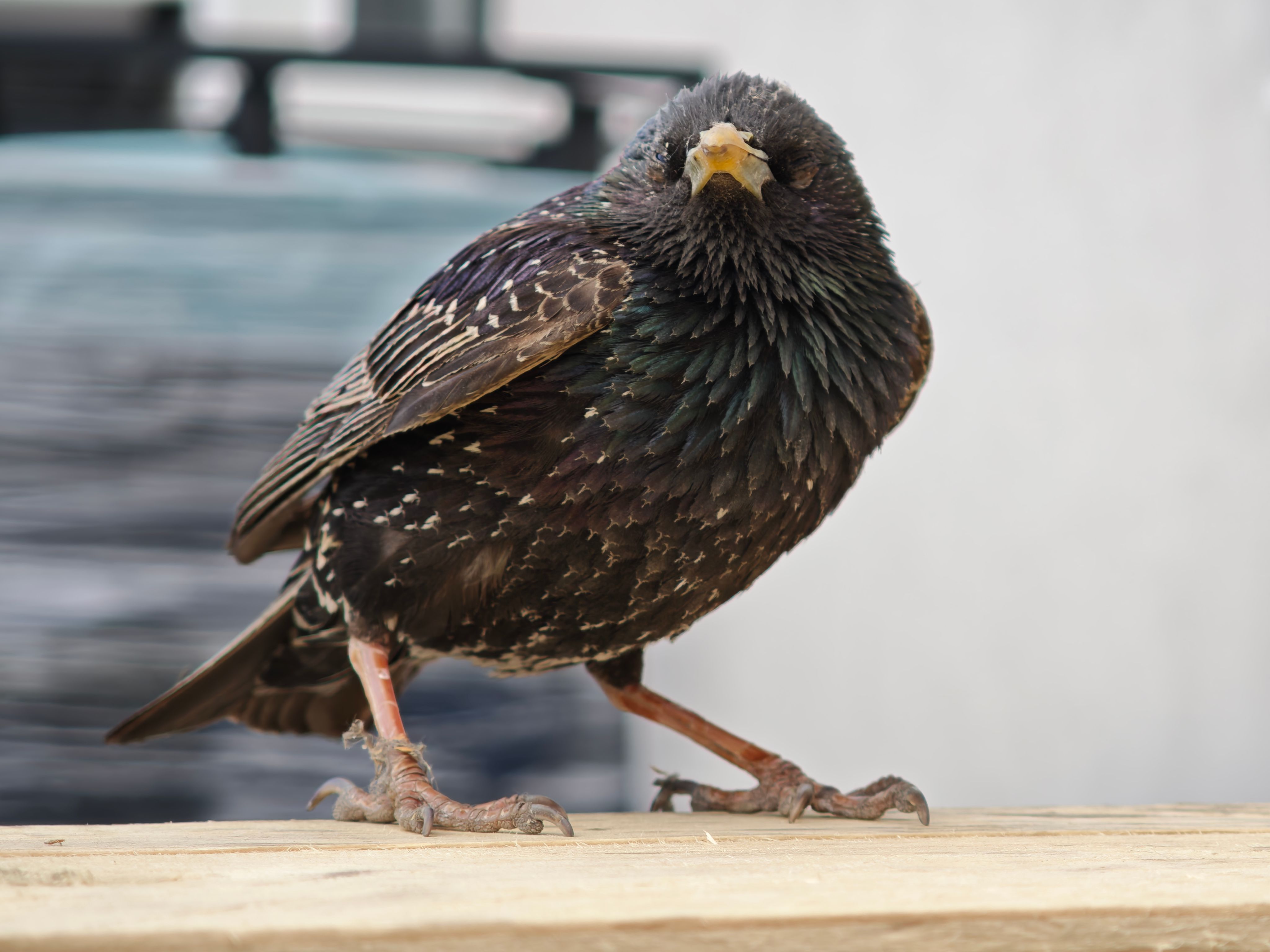Close-up of European Starling on Wooden Surface · Free Stock Photo
