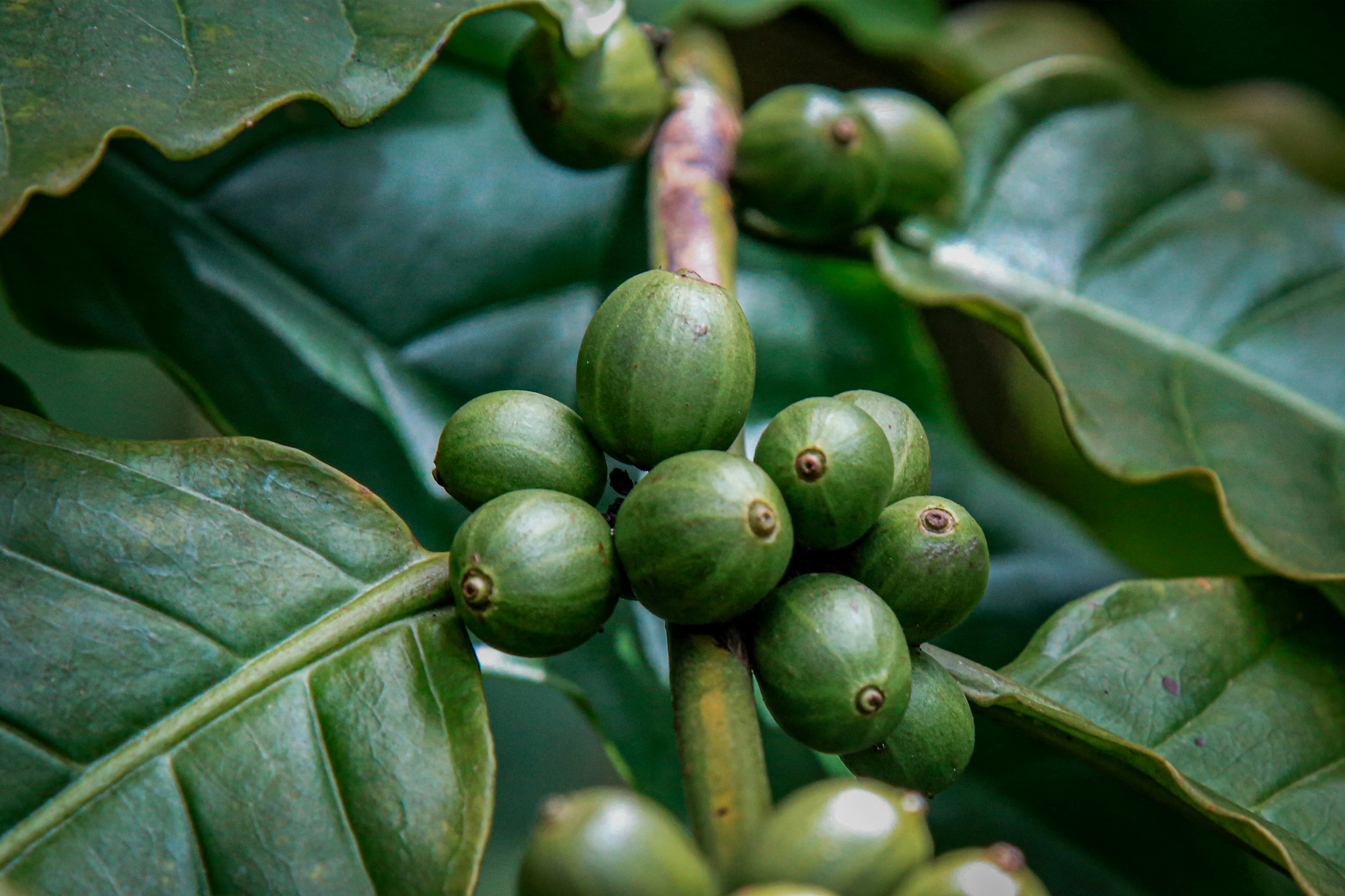 Java Coffee Plantation Photos, Download The BEST Free Java Coffee ...