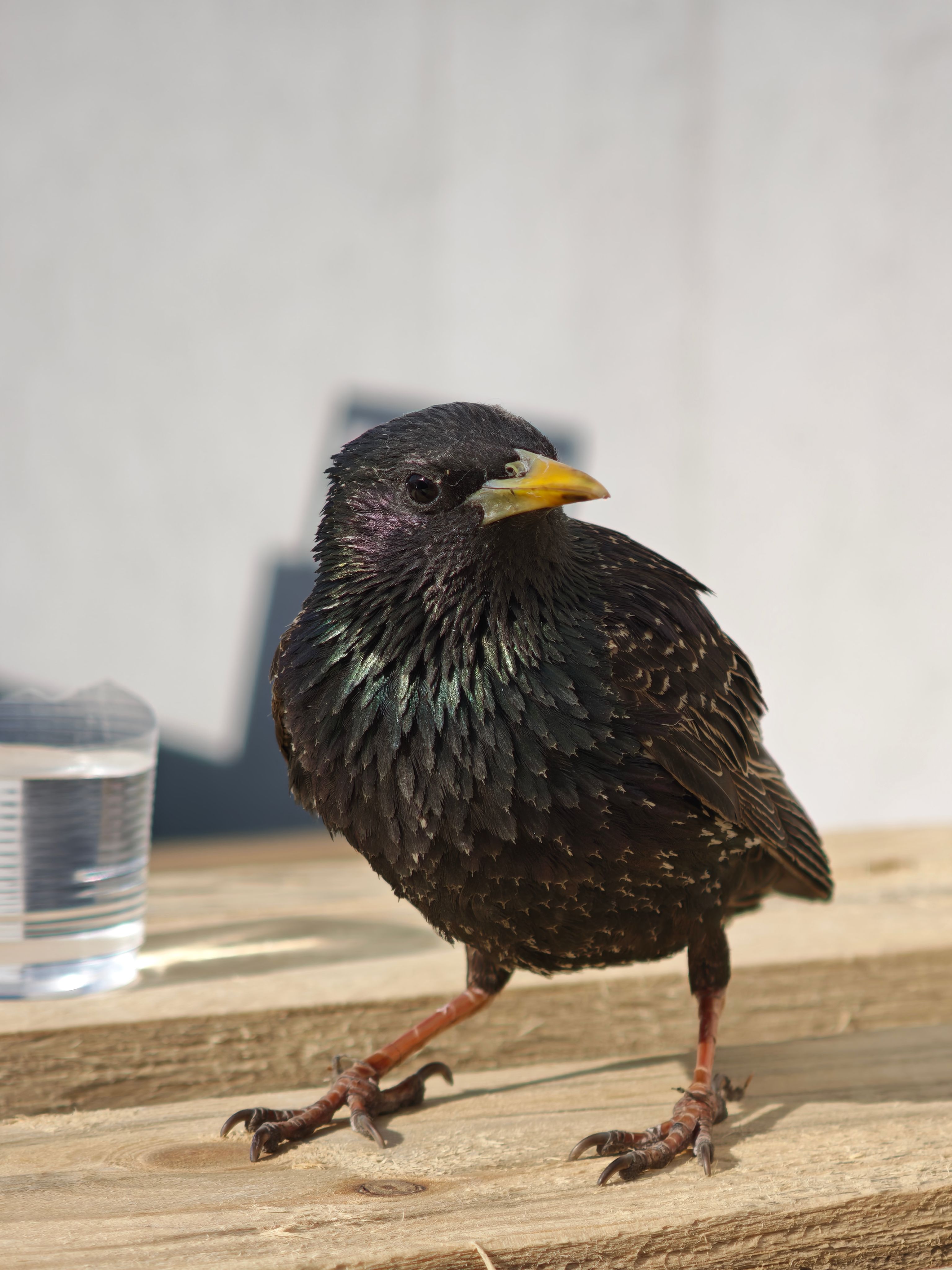 European Starling on Wooden Surface in Sunlight · Free Stock Photo