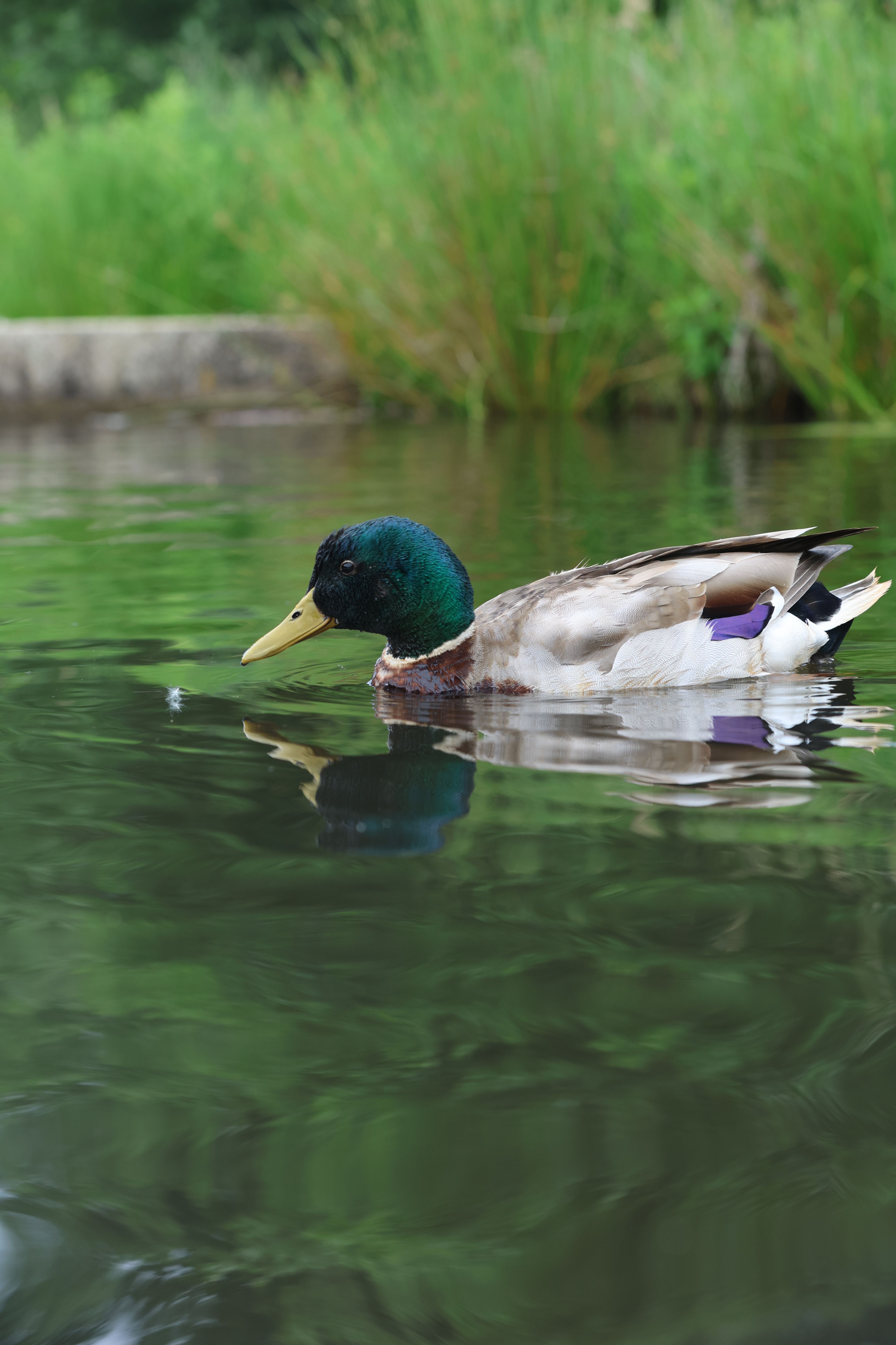Wild Duck Habitat Photos, Download The BEST Free Wild Duck Habitat ...