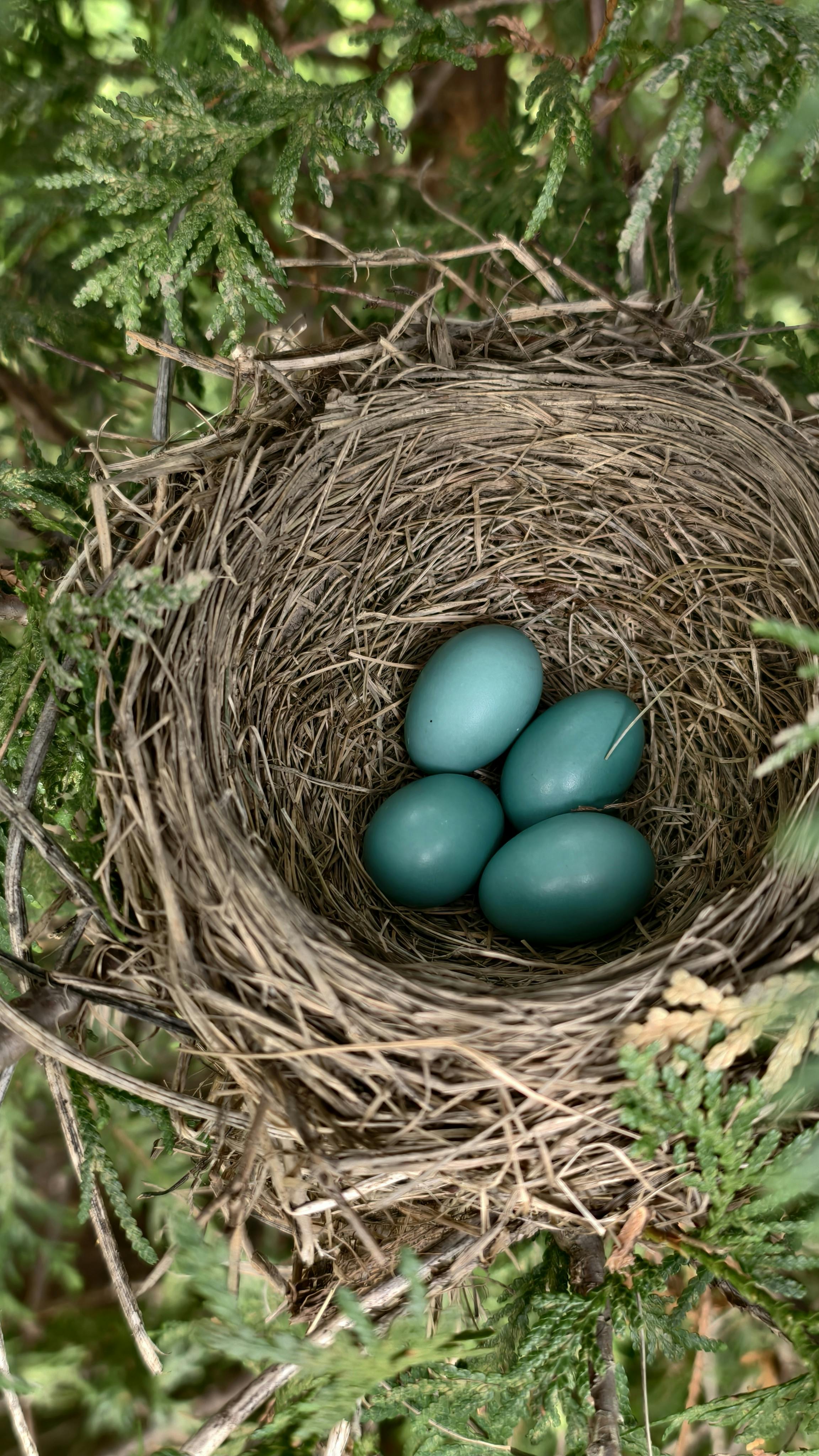 Selective Focus Photography2 Blue Egg on Nest · Free Stock Photo