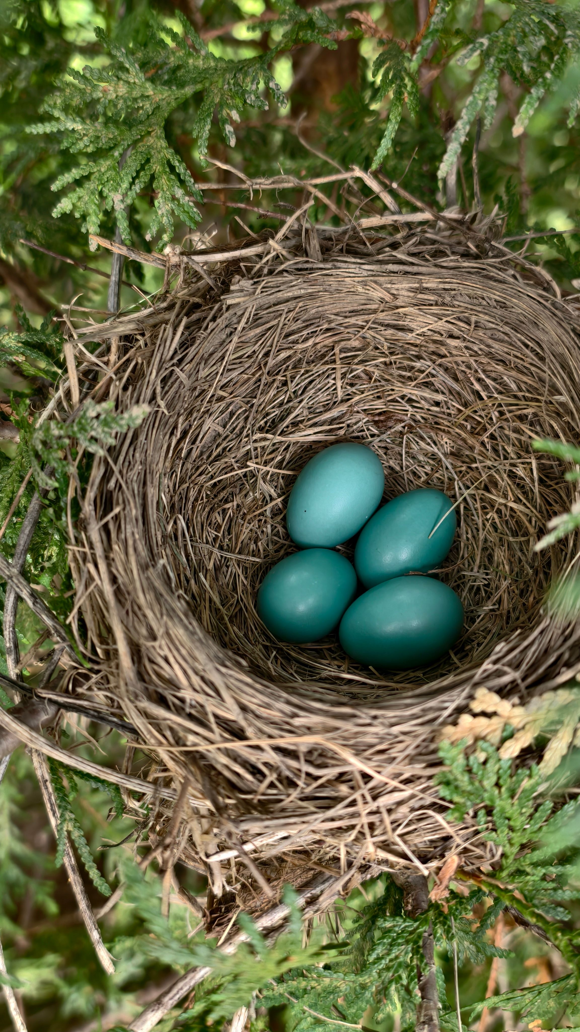 Close-Up of Robin's Nest with Blue Eggs · Free Stock Photo