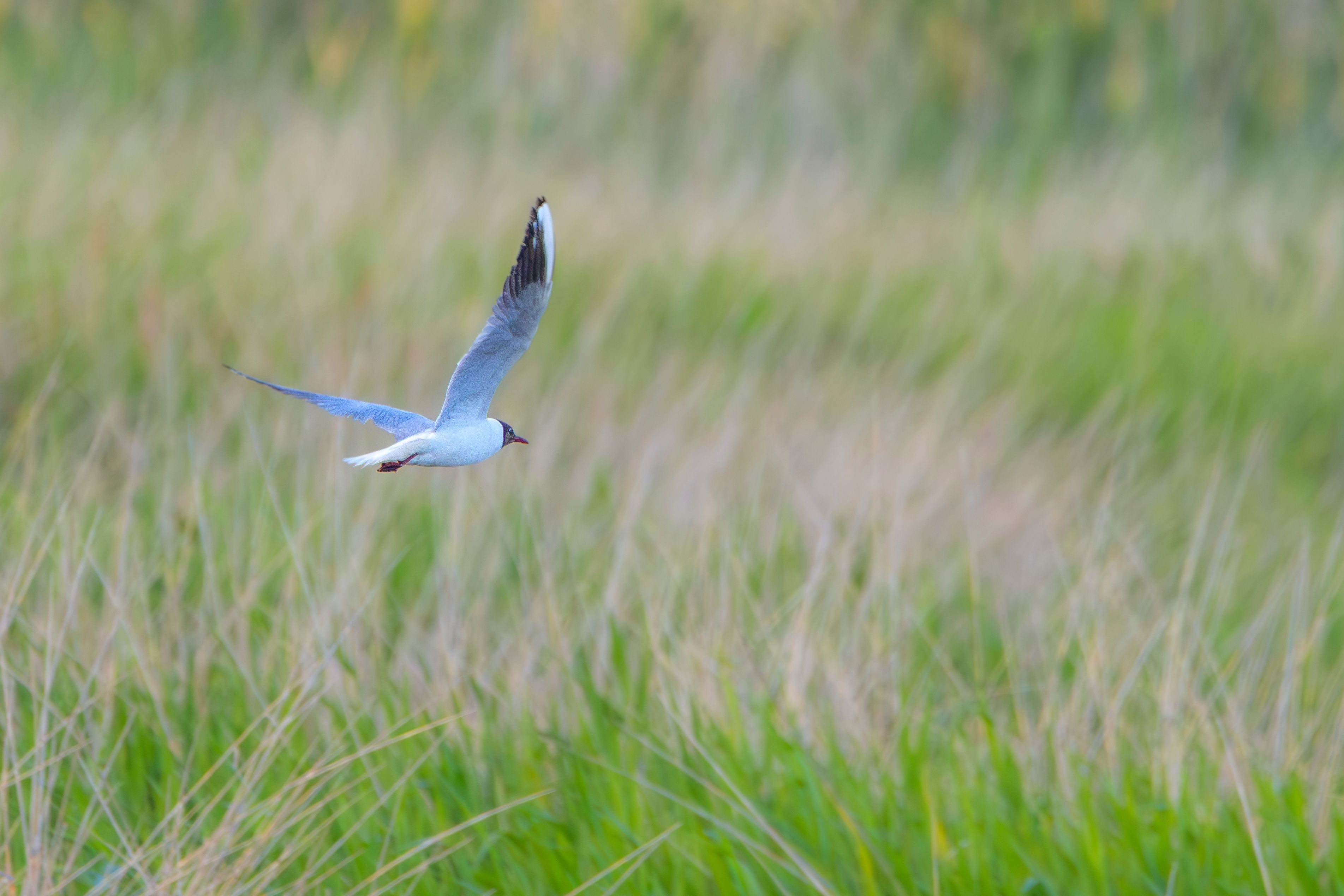 Flappy Bird Photos, Download The BEST Free Flappy Bird Stock Photos ...