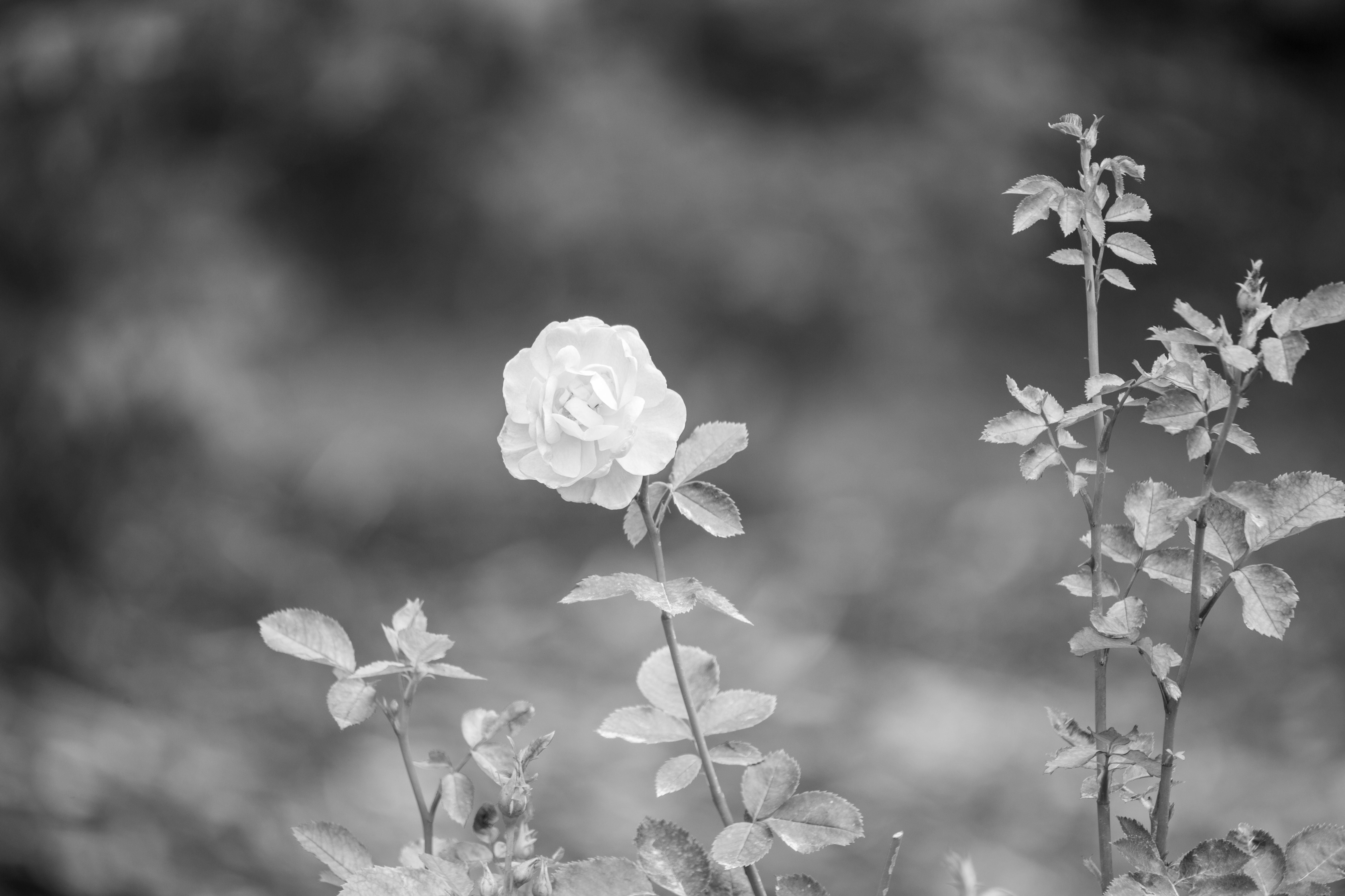 Simple Flower Photos, Download The BEST Free Simple Flower Stock Photos ...