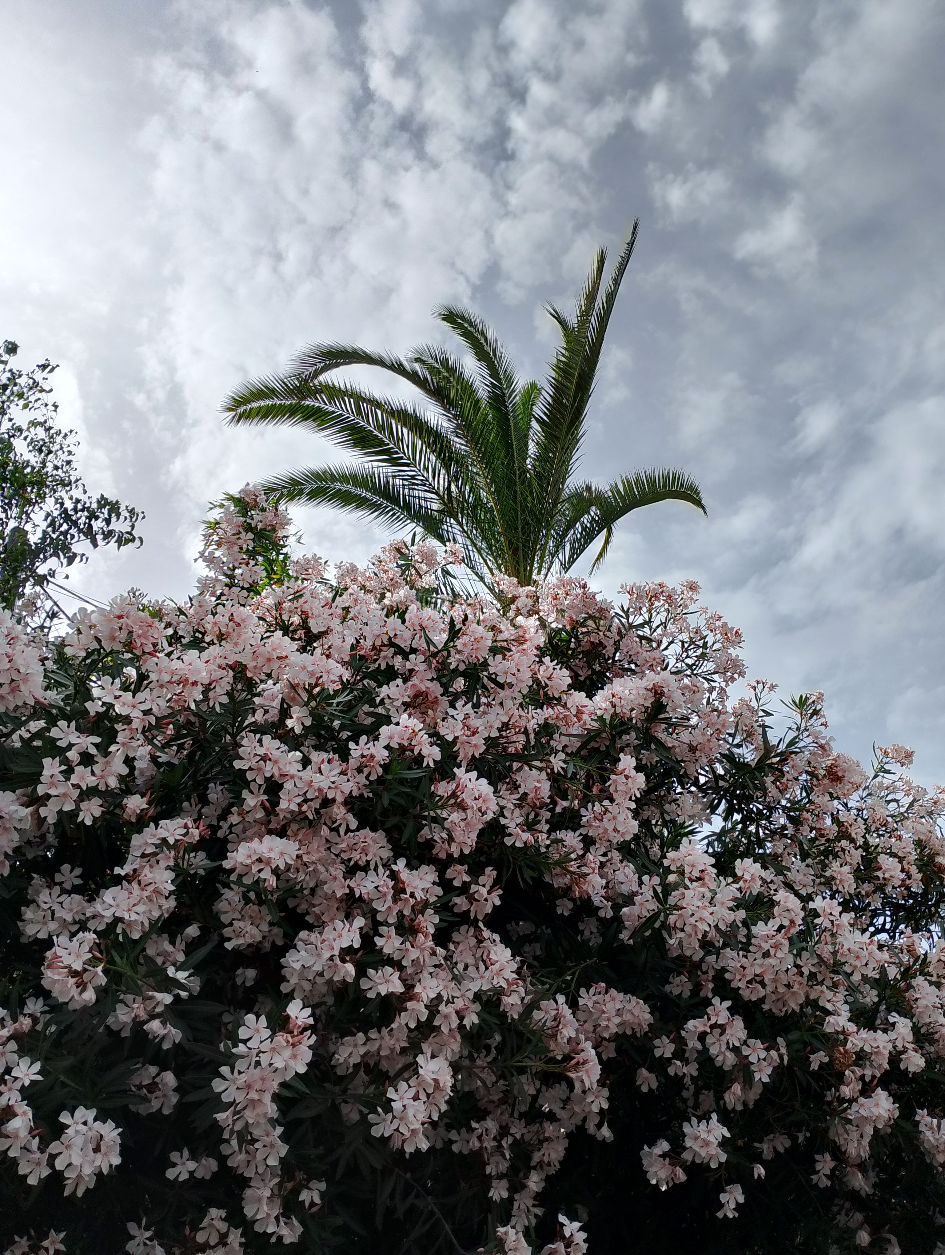 Blooming Oleander and Palm Trees Against Cloudy Sky · Free Stock Photo