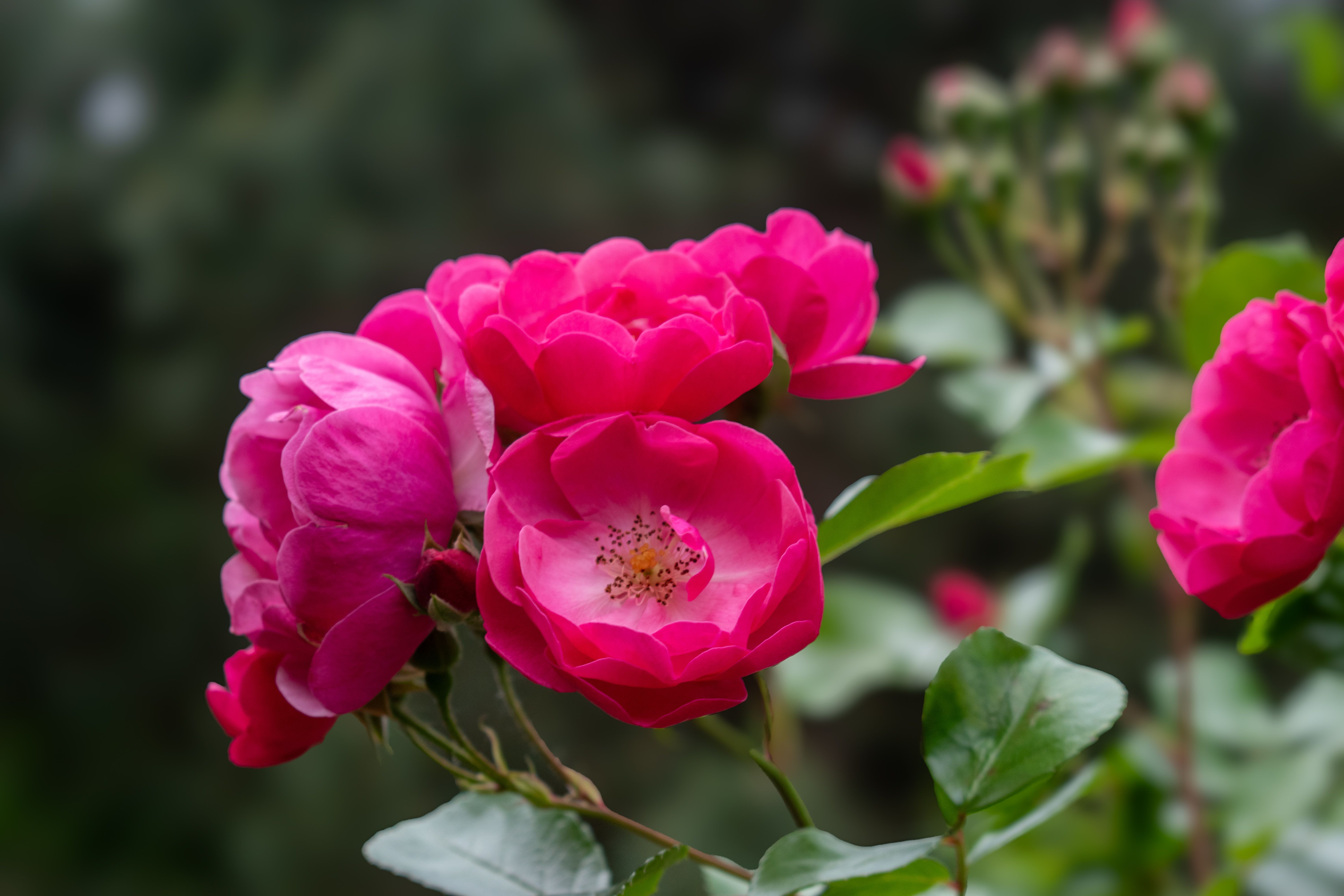 Red Roses · Free Stock Photo