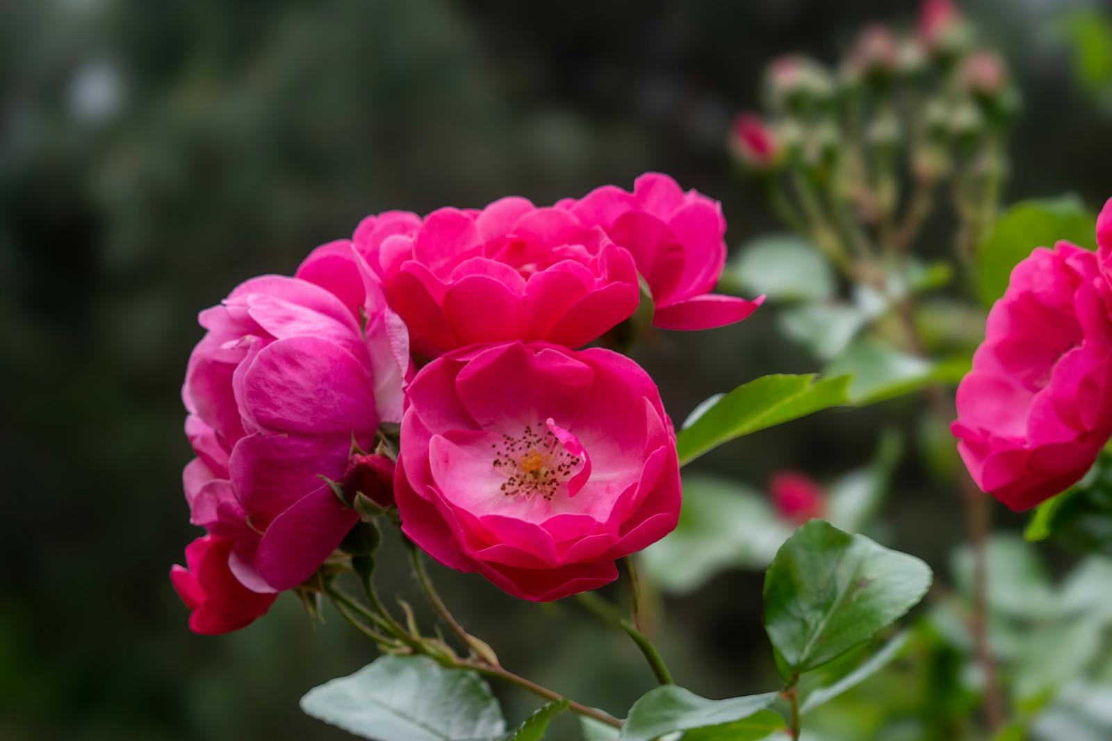 Rose Bush Photos, Download The BEST Free Rose Bush Stock Photos & HD Images