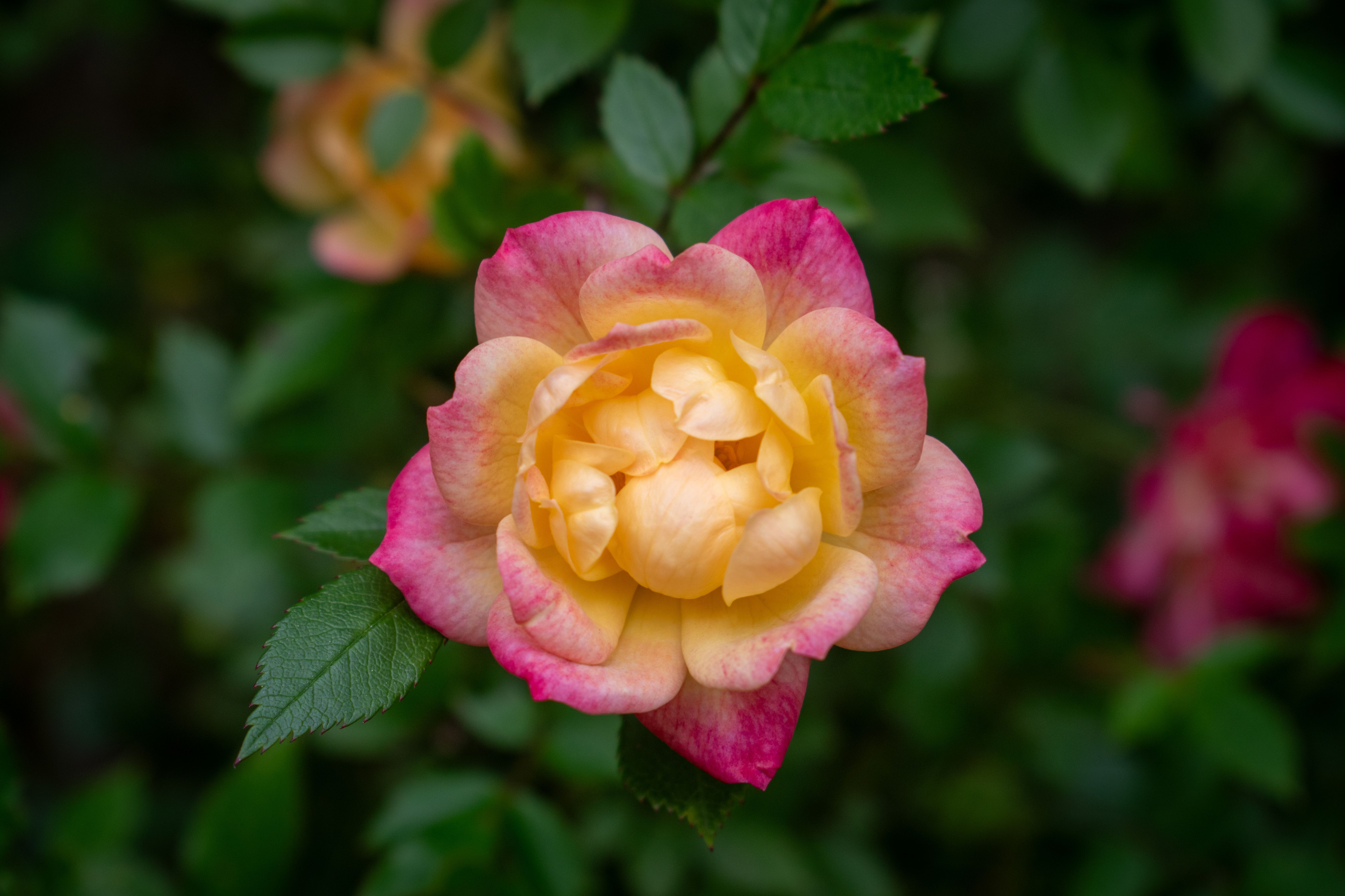 Color: Yellow Photos, Download The BEST Free Color: Yellow Stock Photos ...