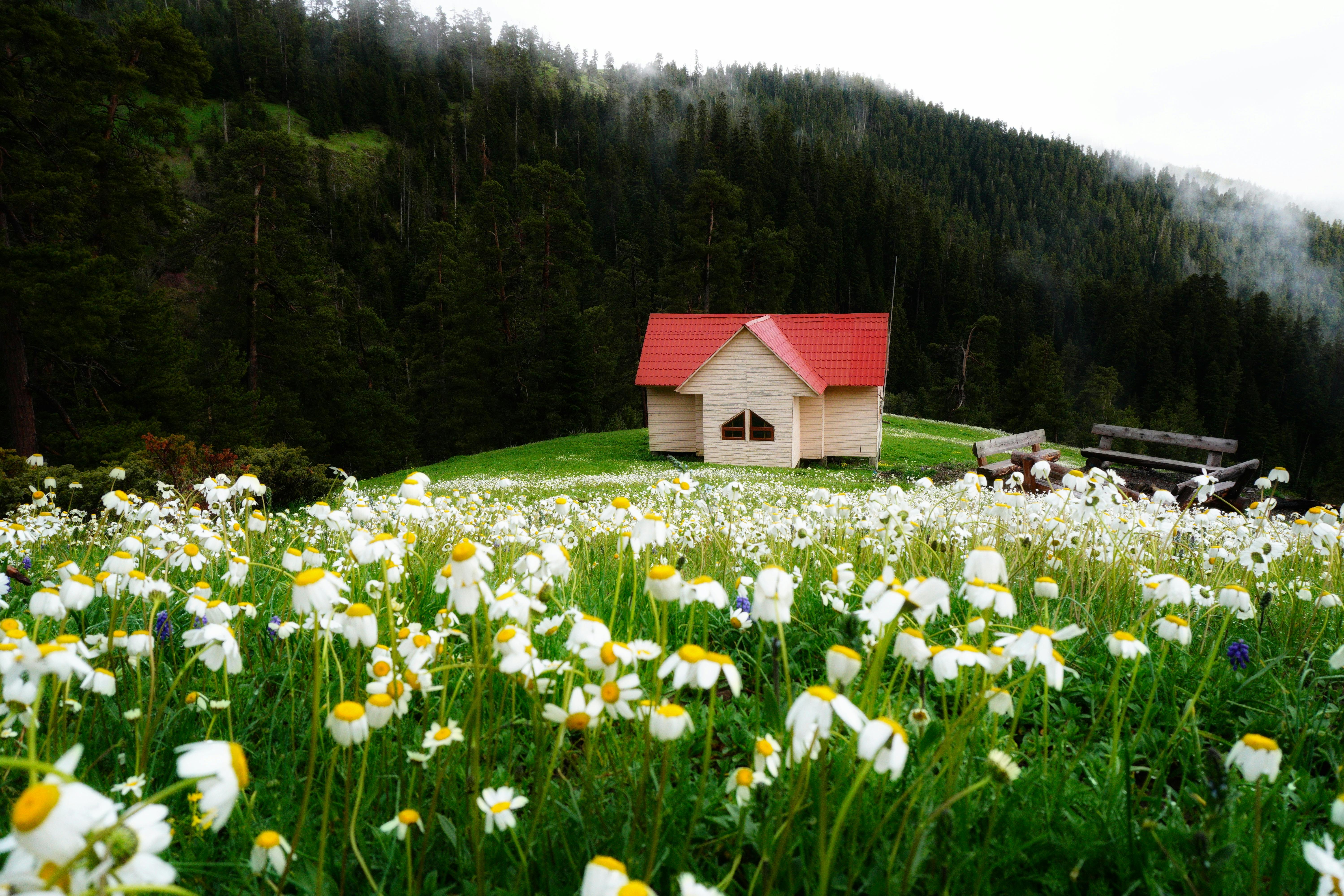 Spring Meadow Scenery Photos, Download The BEST Free Spring Meadow ...