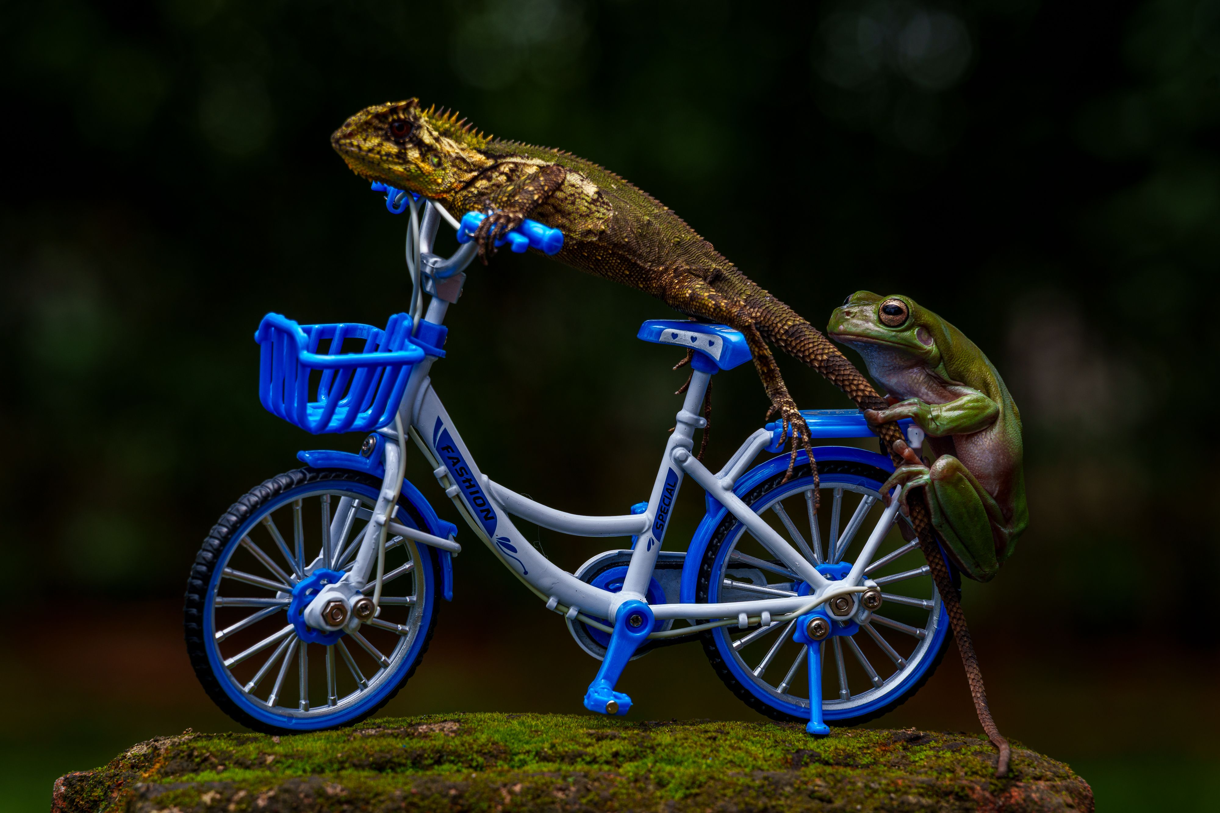 Lizard and Frog on Toy Bike in Jakarta Garden · Free Stock Photo