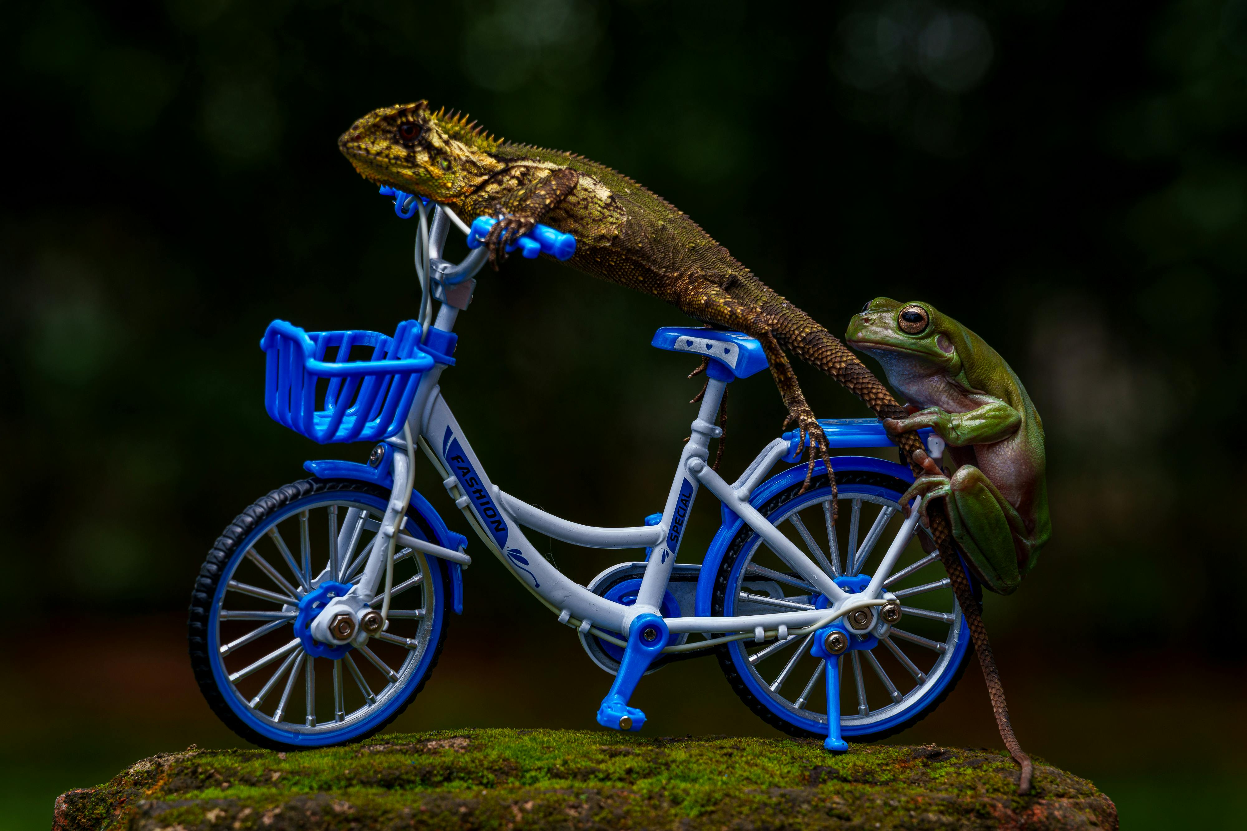 Funny Frog Photos, Download The BEST Free Funny Frog Stock Photos & HD ...