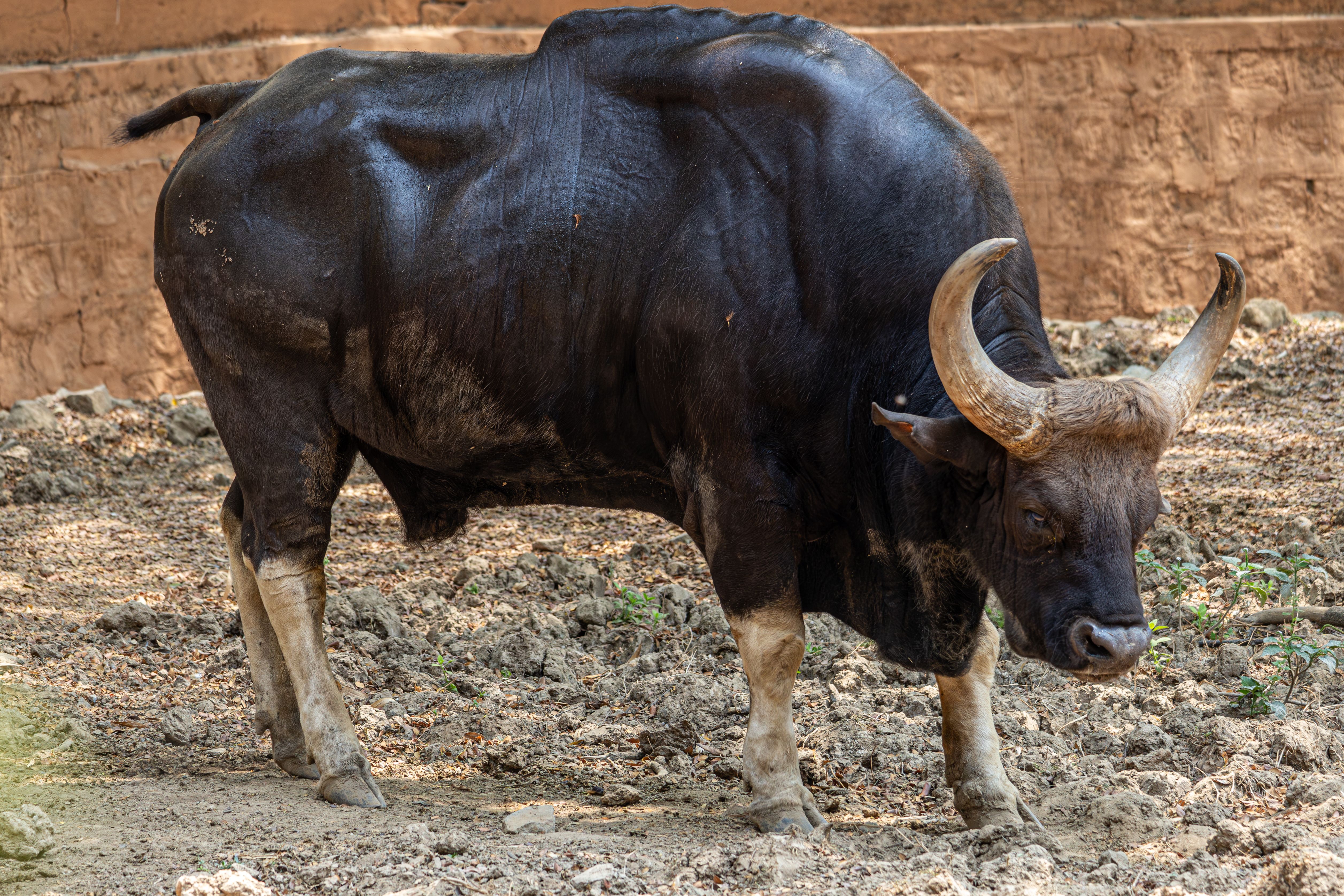 Majestic Indian Gaur Standing in Enclosure · Free Stock Photo