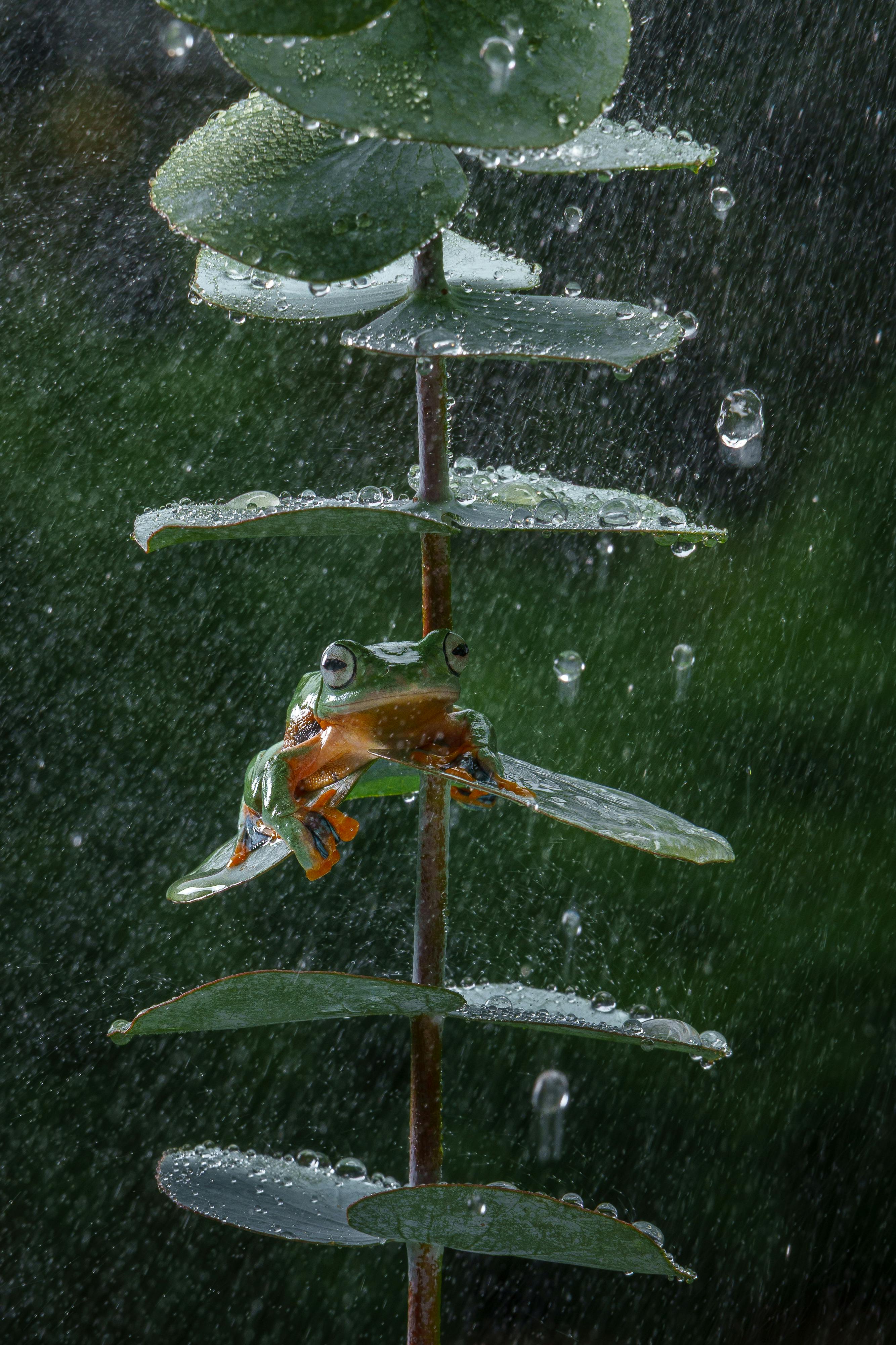 Grenouille Sous La Pluie Sur Une Feuille D'eucalyptus · Photo gratuite