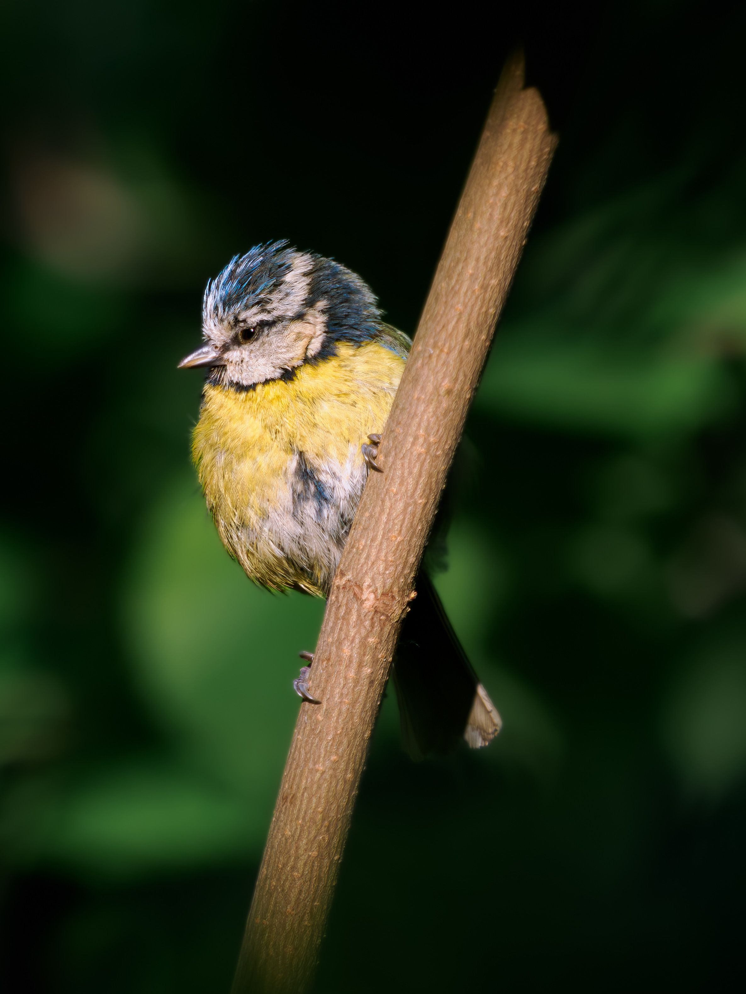 Flappy Bird Photos, Download The BEST Free Flappy Bird Stock Photos ...
