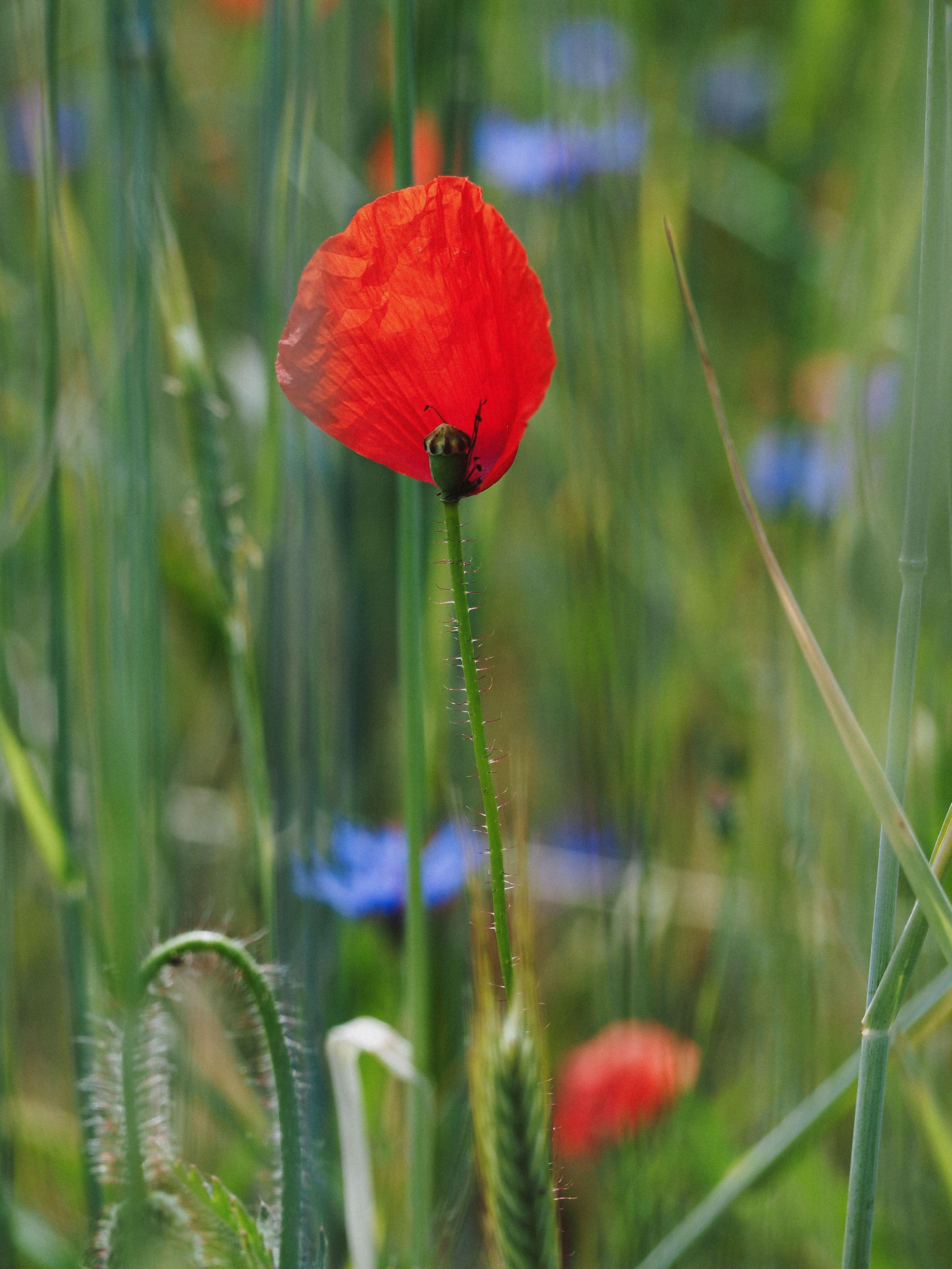 Petal Mullens Photos, Download The BEST Free Petal Mullens Stock Photos ...