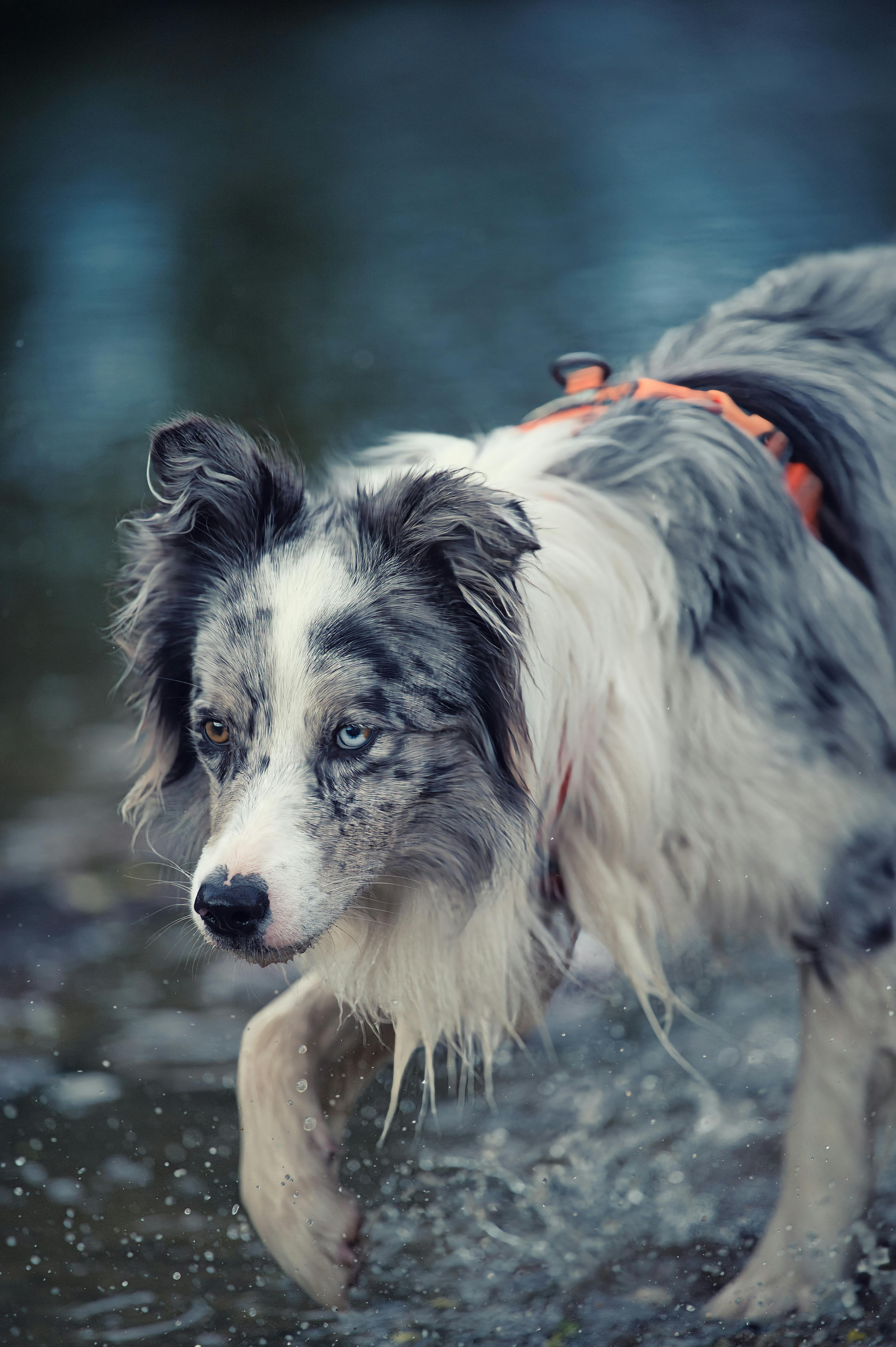 Dog Pfp Photos, Download The BEST Free Dog Pfp Stock Photos & HD Images