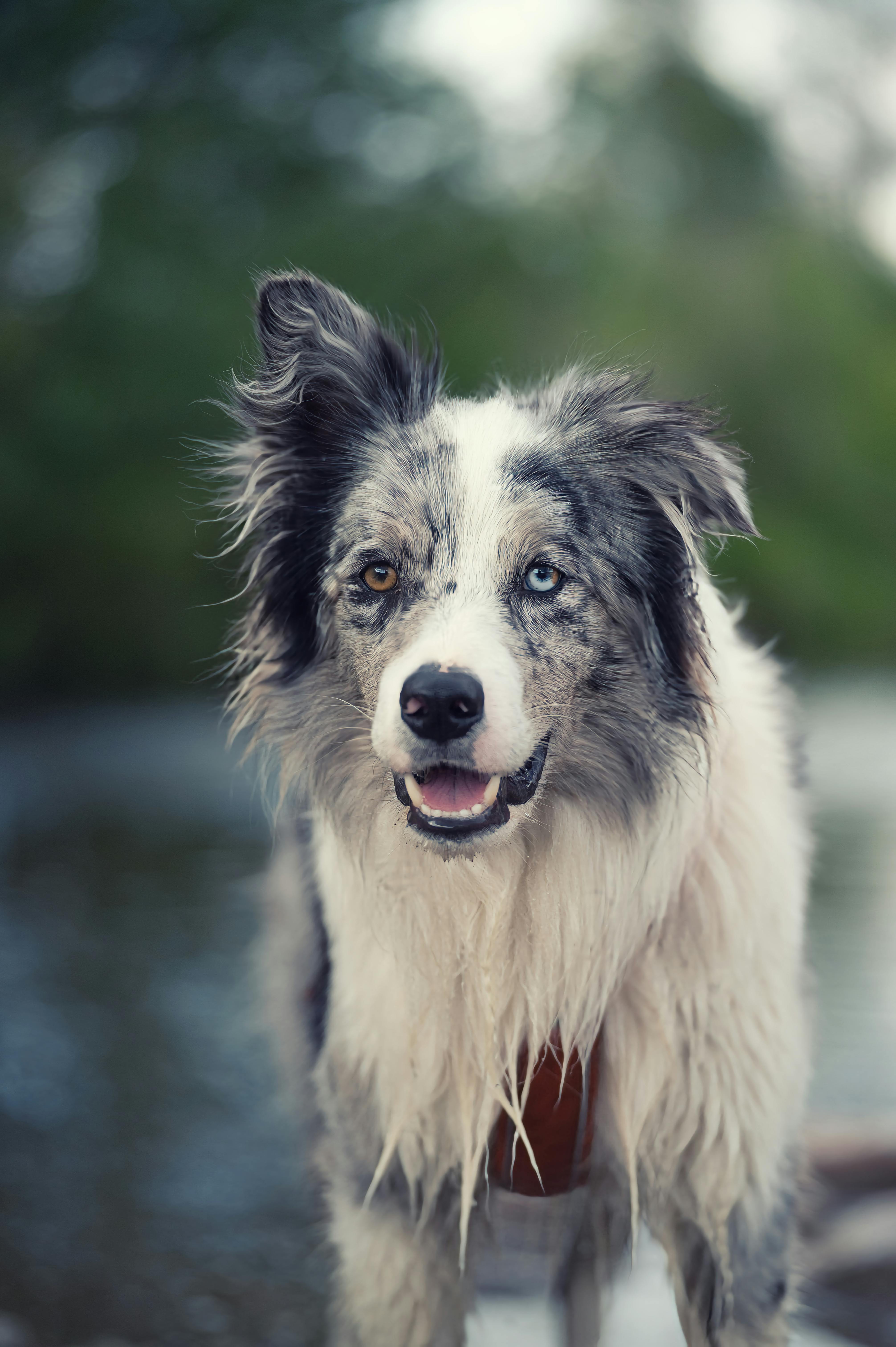 Animated Dogs Photos, Download The BEST Free Animated Dogs Stock Photos ...