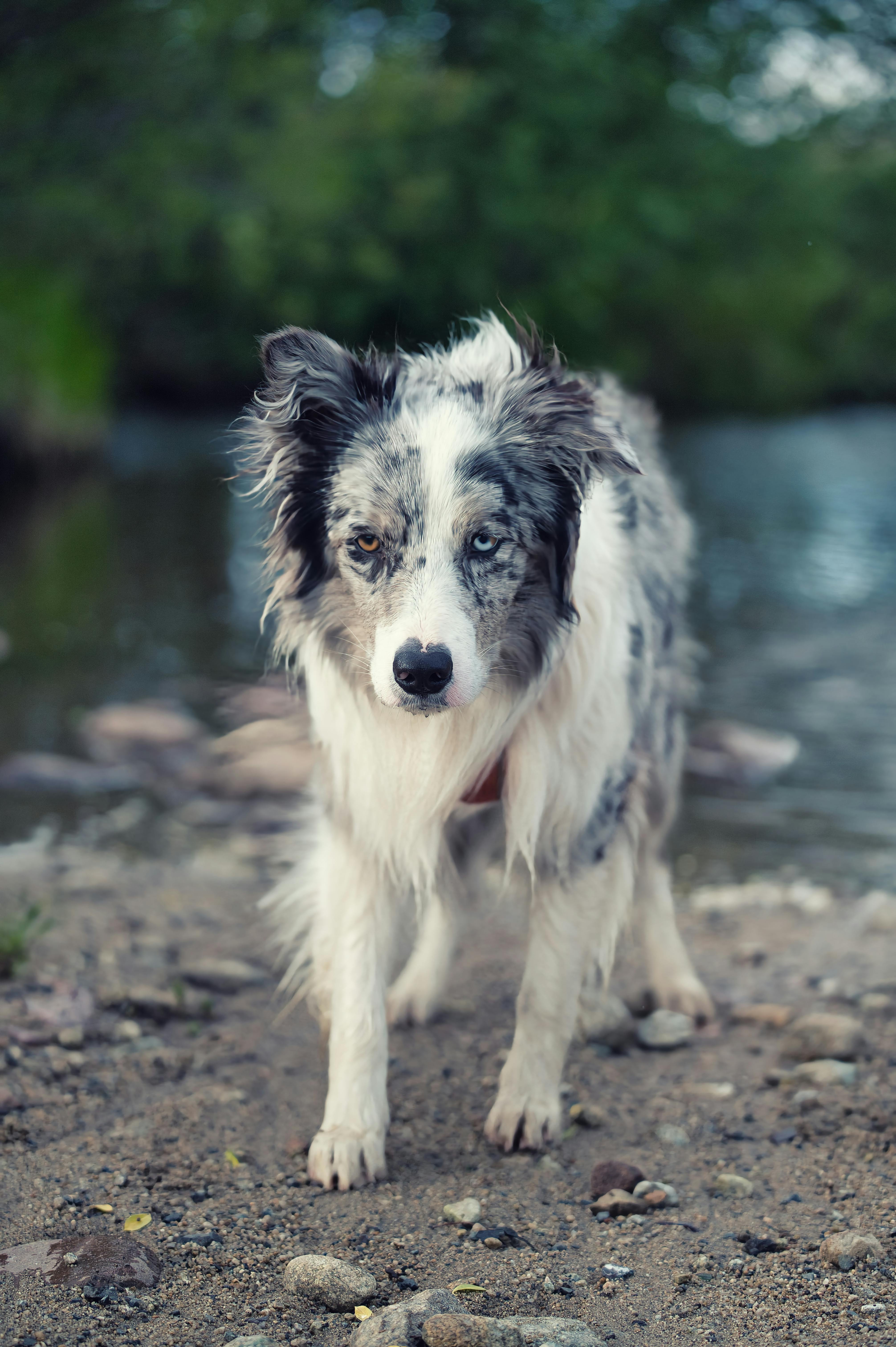 Animated Dogs Photos, Download The BEST Free Animated Dogs Stock Photos ...