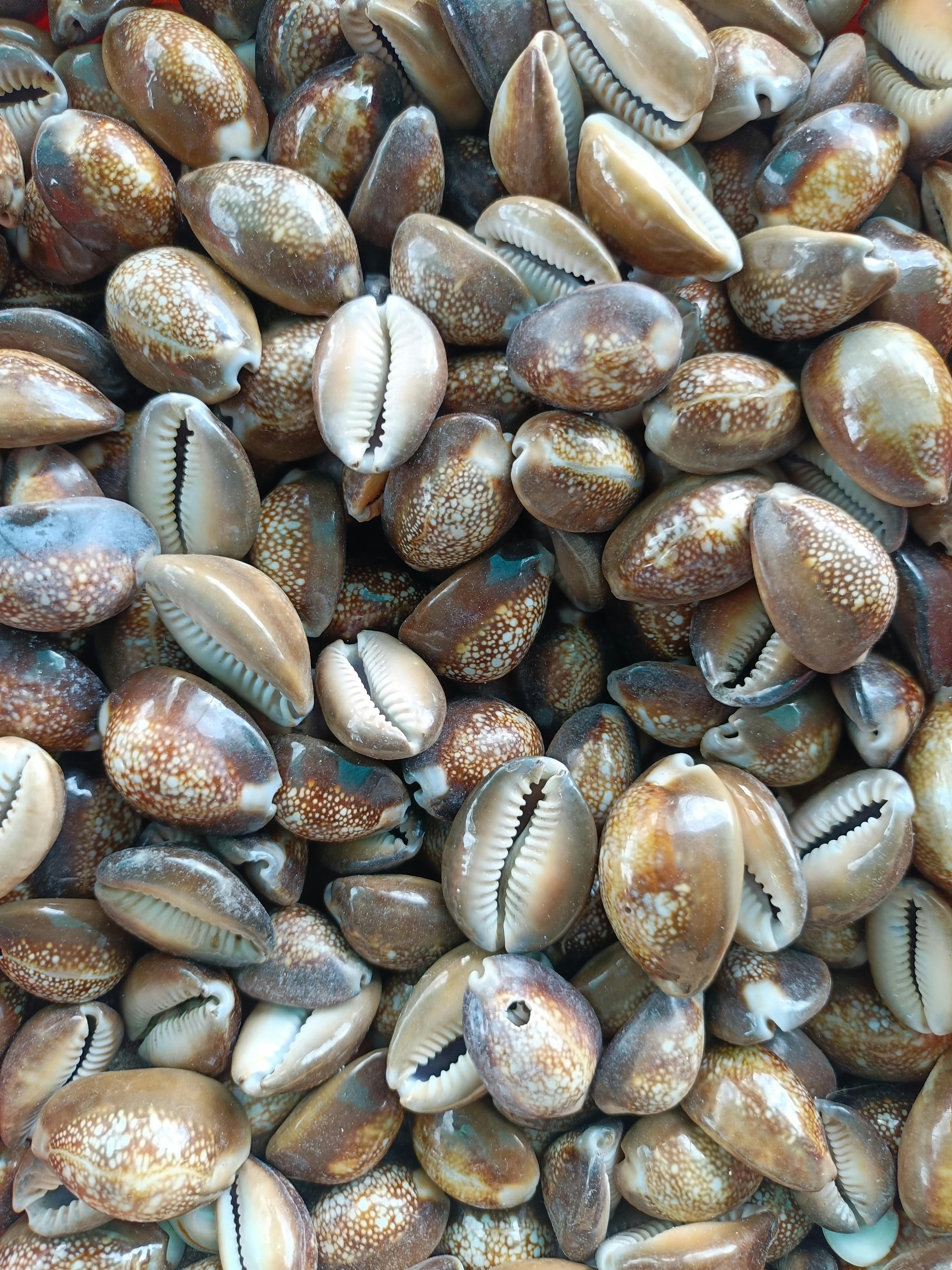Close-up of Cowrie Shell Collection for Crafts · Free Stock Photo