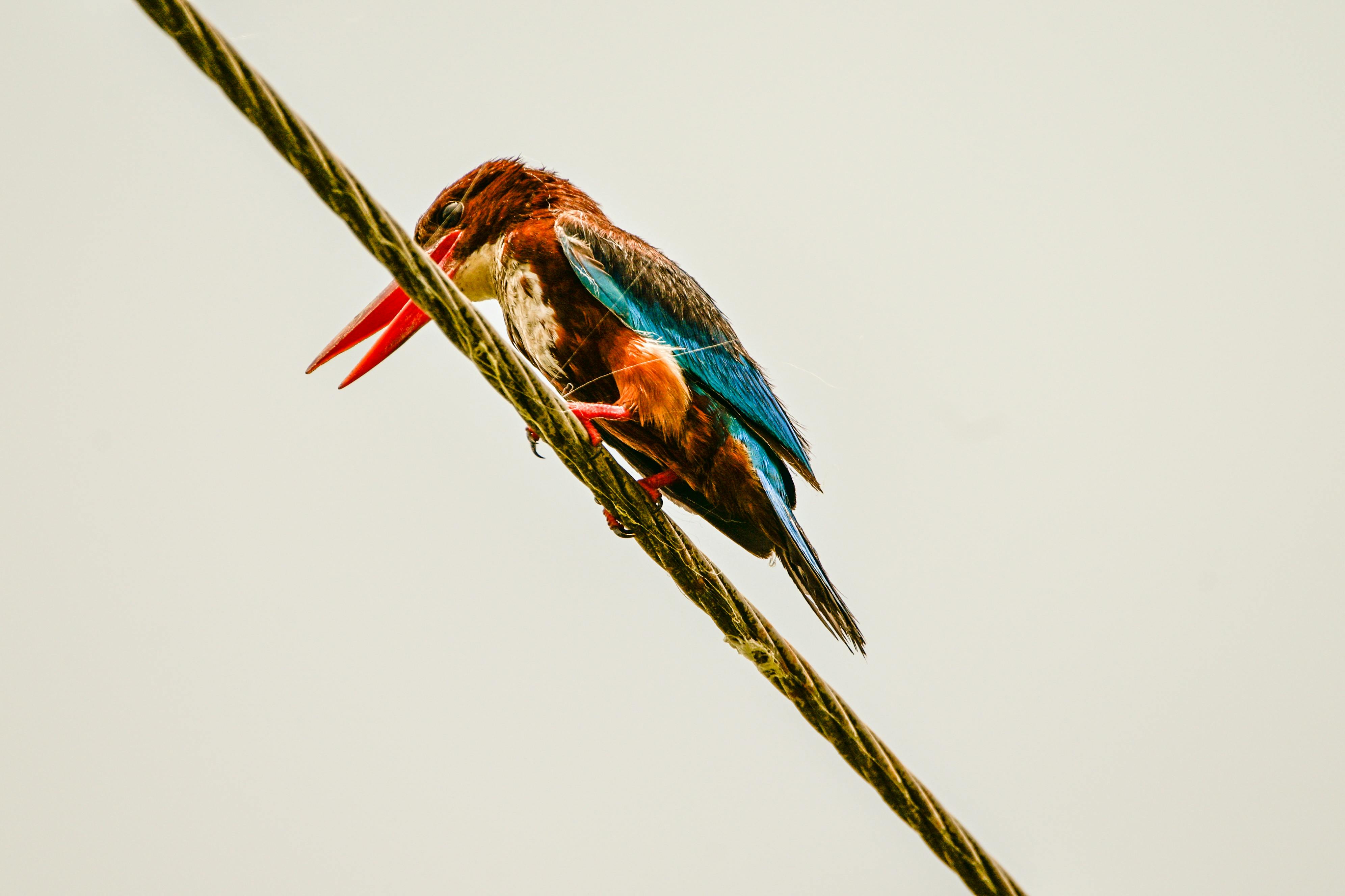 Anoop V - Photography