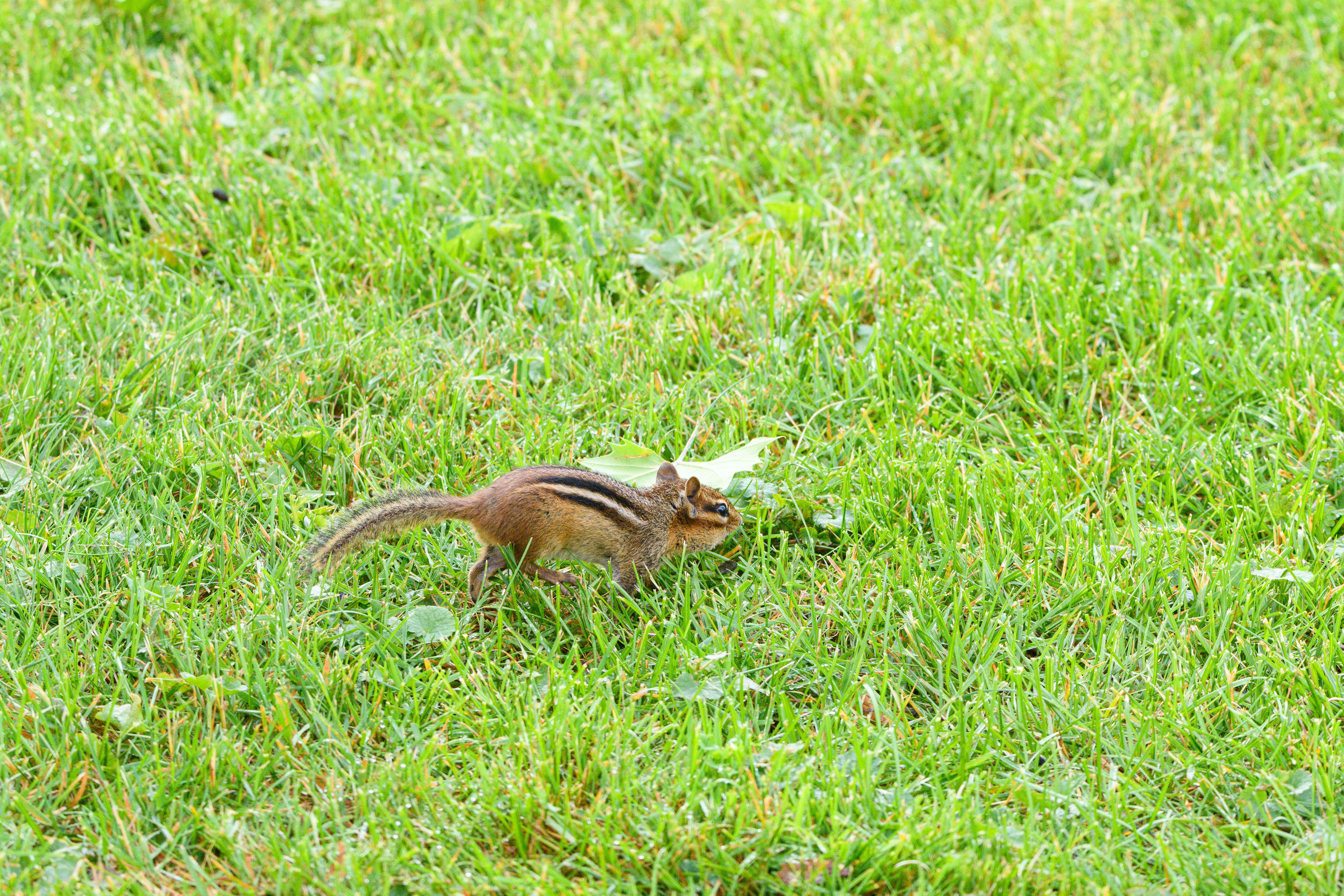 Ardilla Listada En El Exuberante Césped Verde Al Aire Libre · Foto de ...