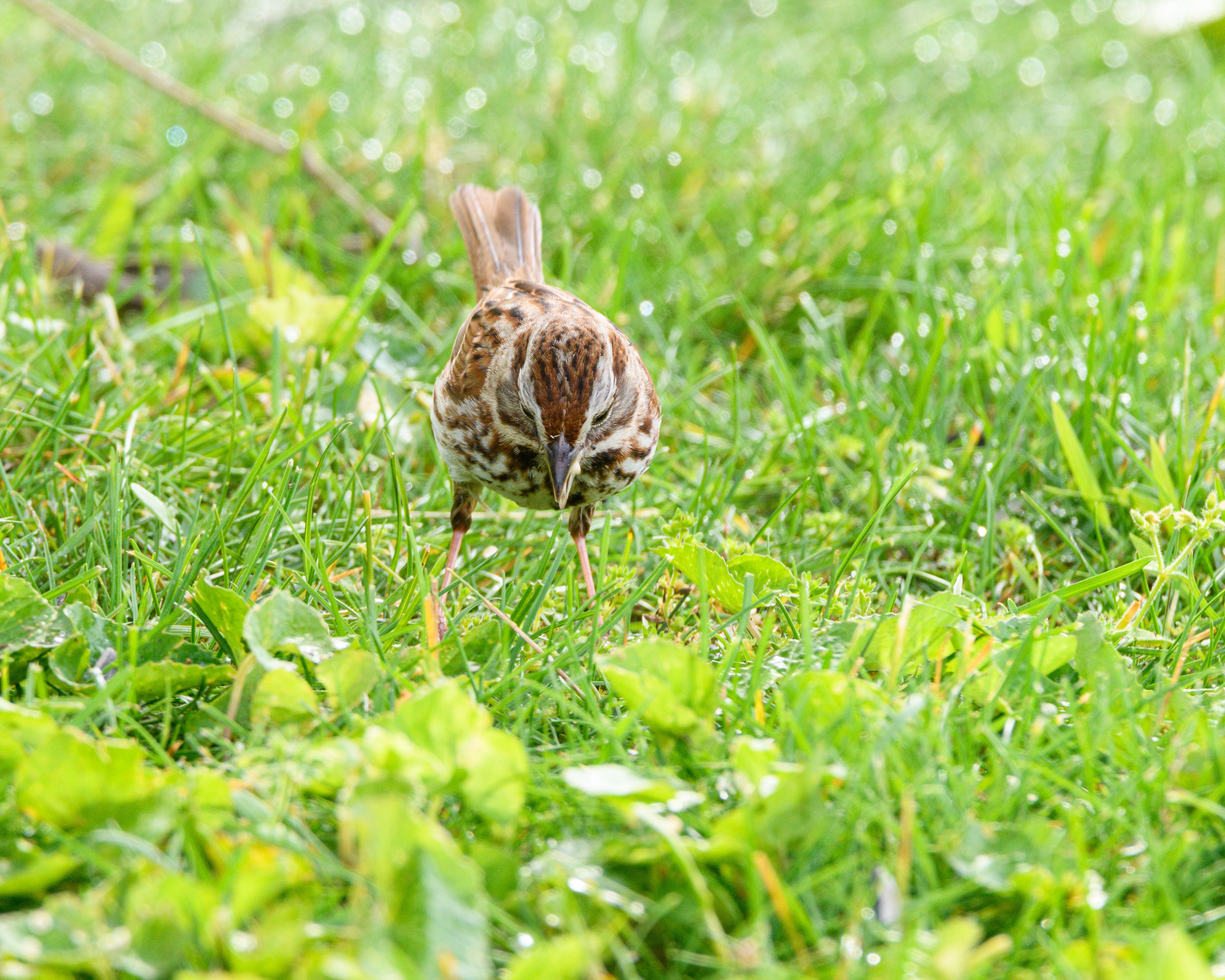 Song Sparrow foraging on a lush green lawn · Free Stock Photo