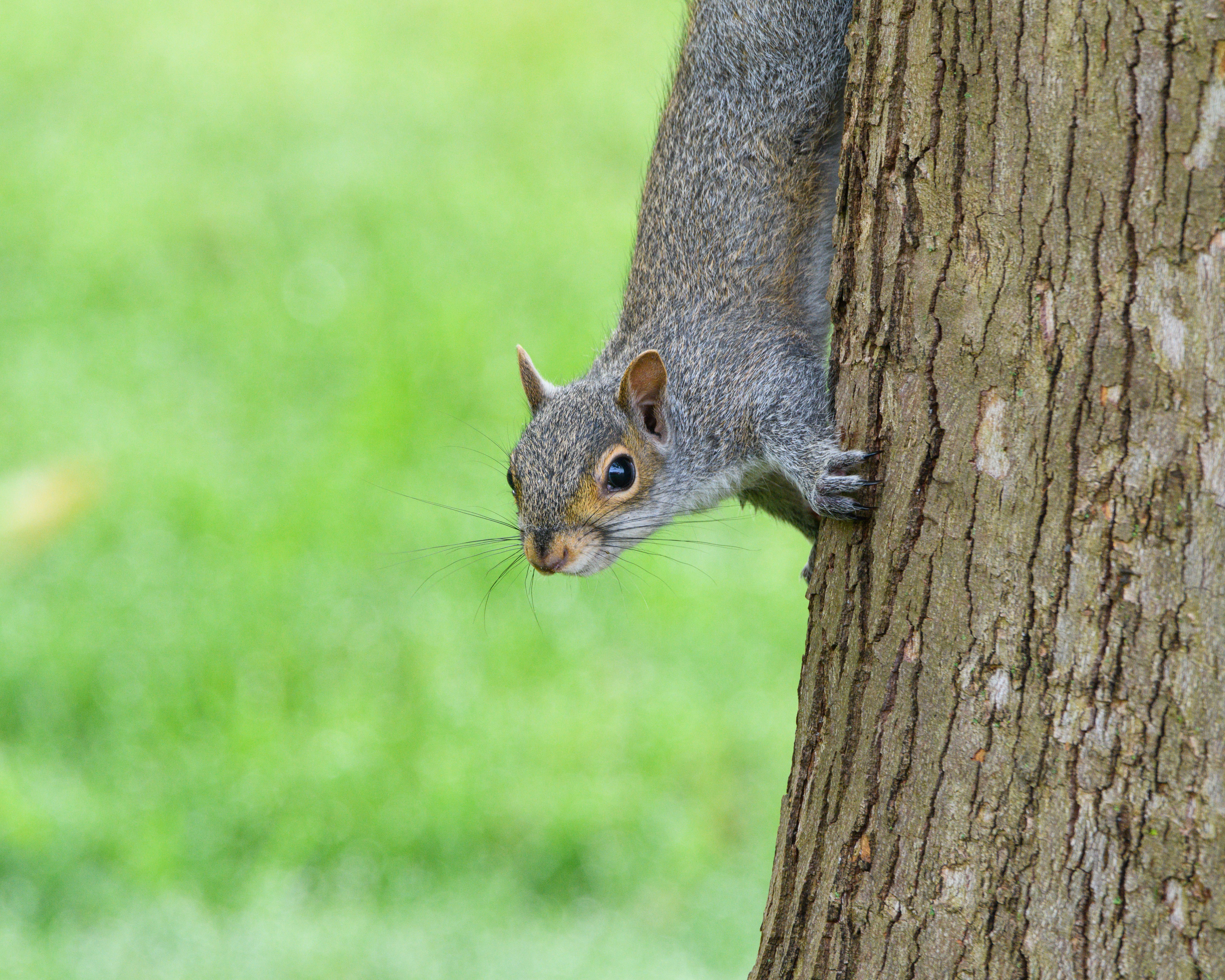 Animated Critters Photos, Download The BEST Free Animated Critters ...