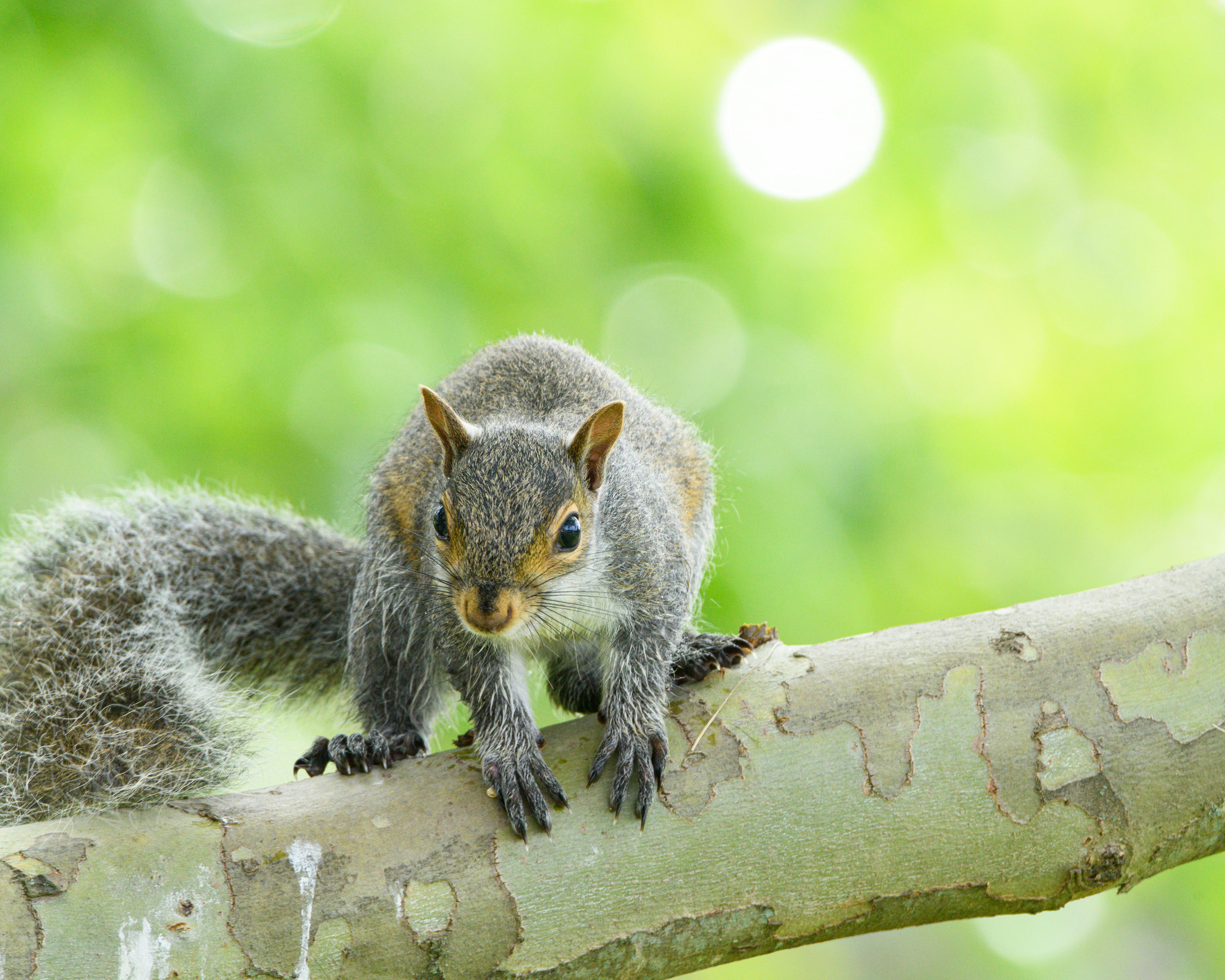 Gray Squirrel Perching on a Tree Branch Close-up · Free Stock Photo