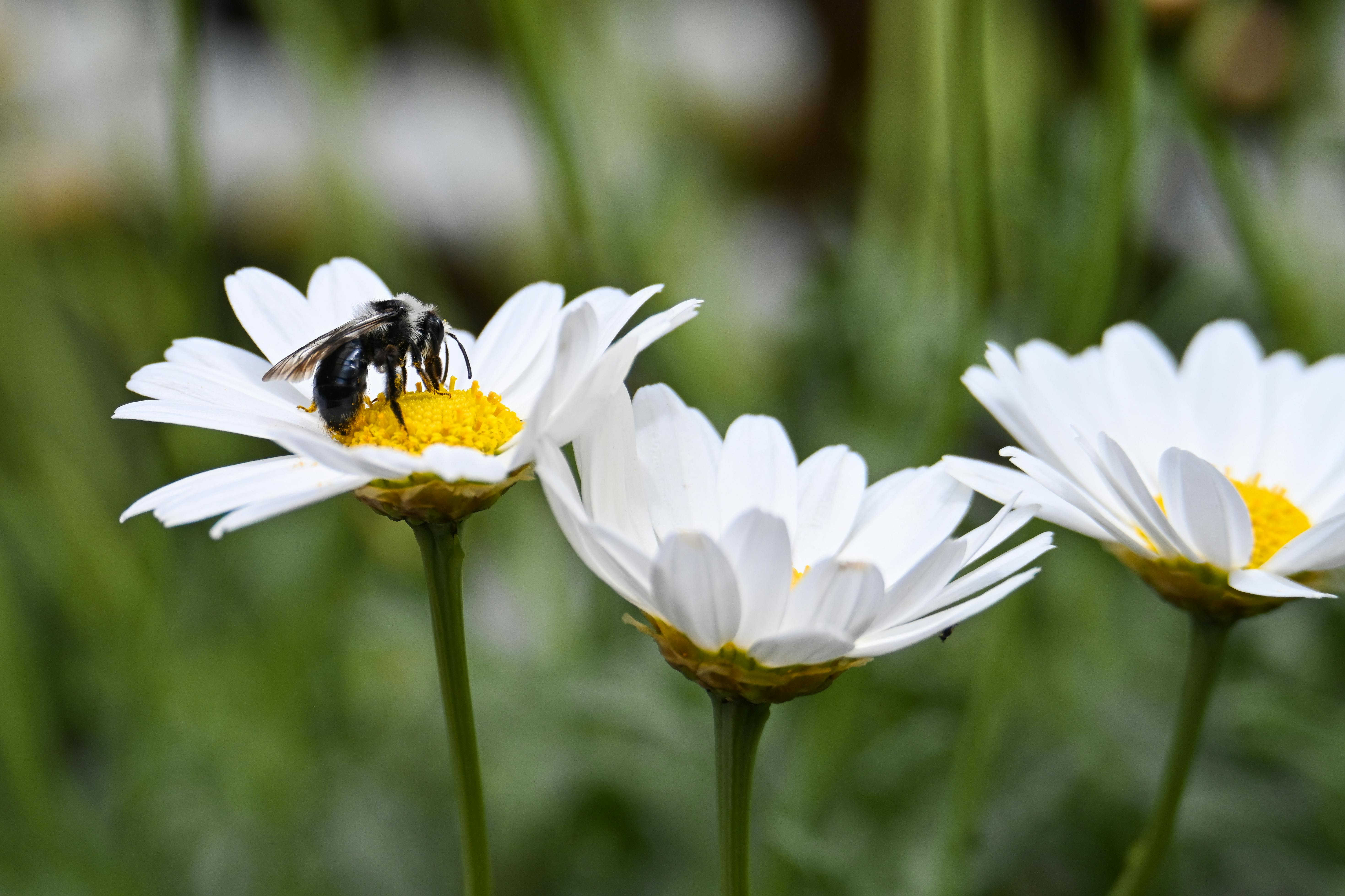 Pollination Photos, Download The BEST Free Pollination Stock Photos ...