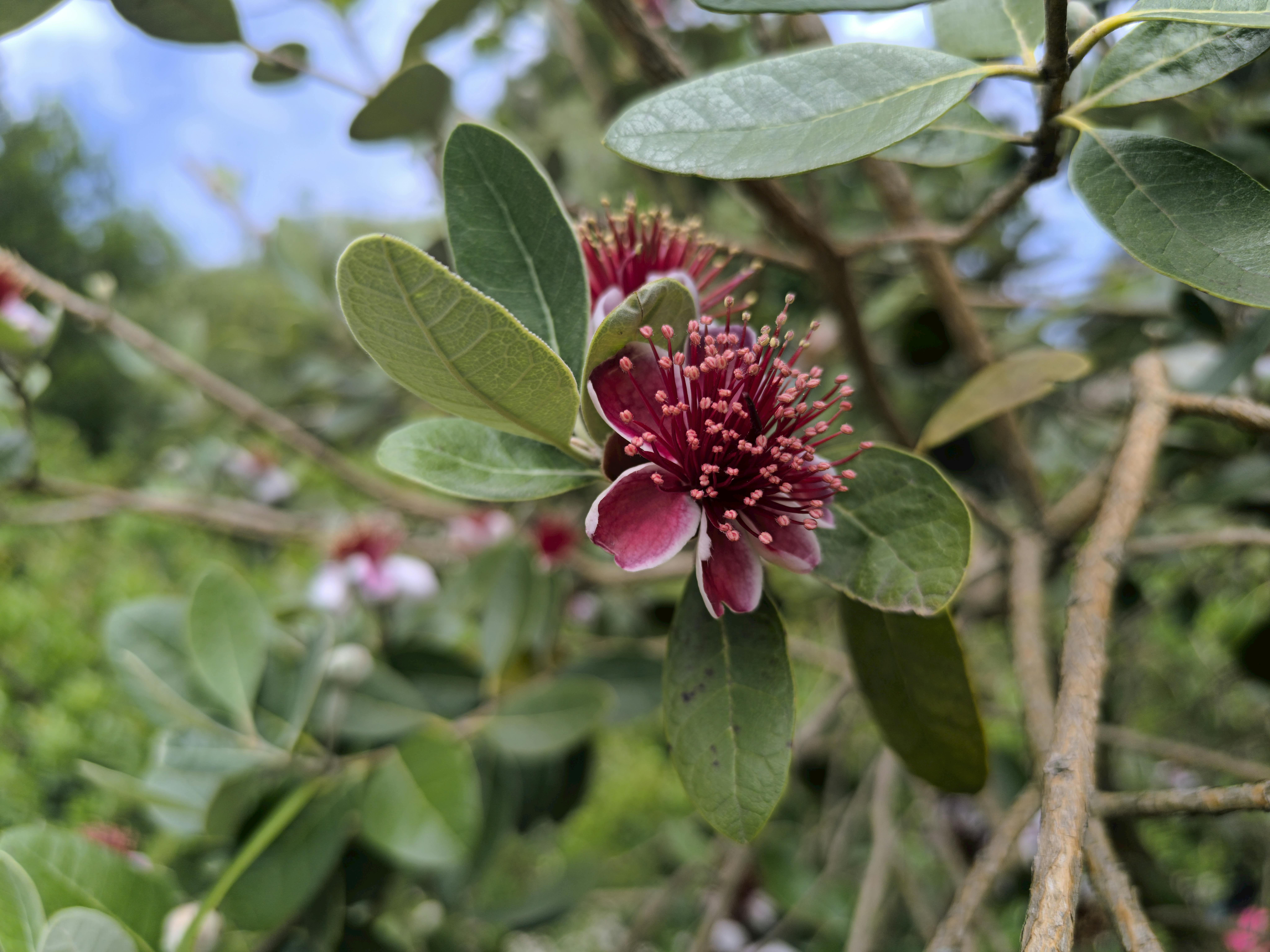 Close-up of Flowering Guava Tree Branch · Free Stock Photo