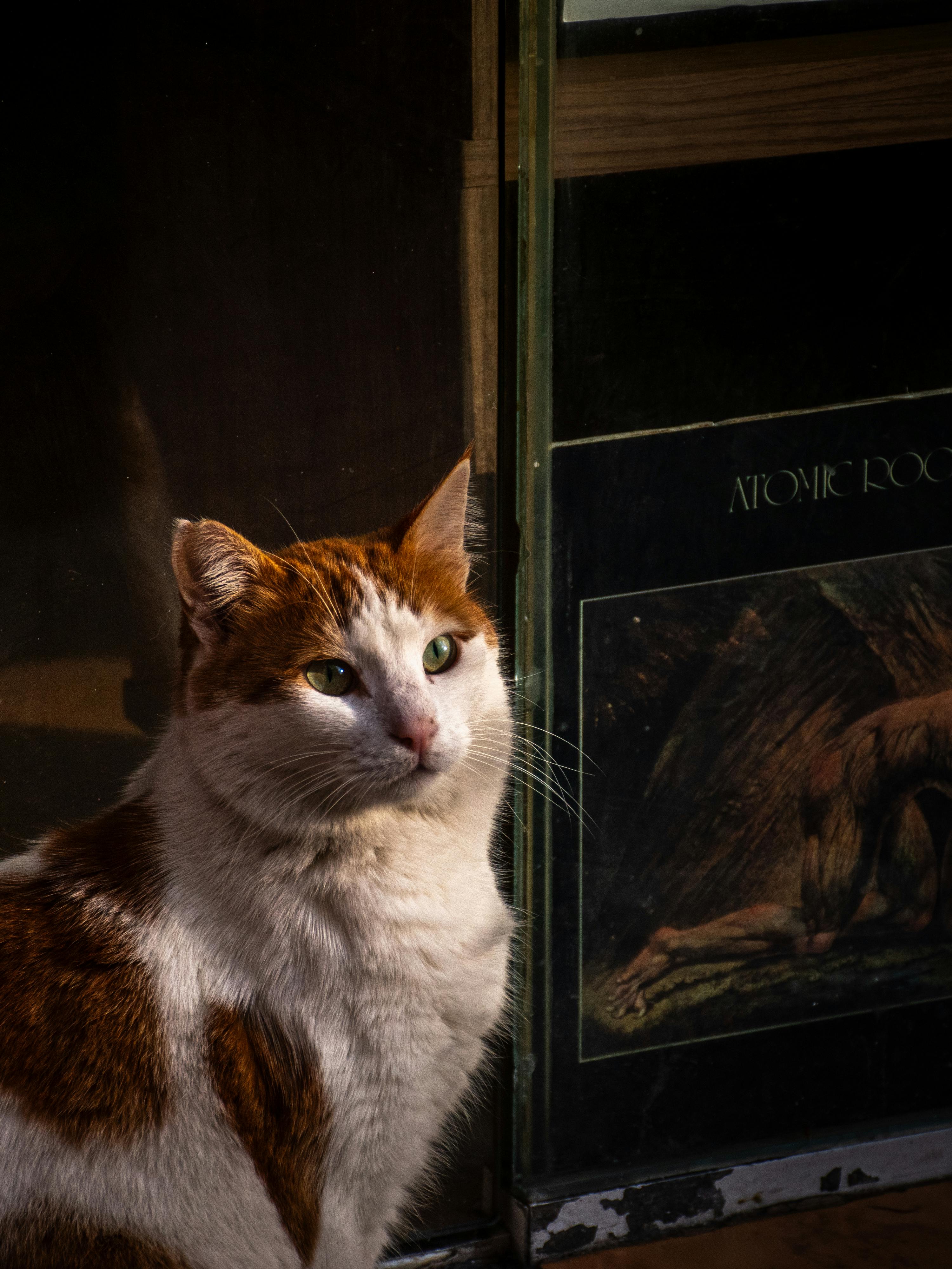 Ginger Cat by a Record Storefront · Free Stock Photo