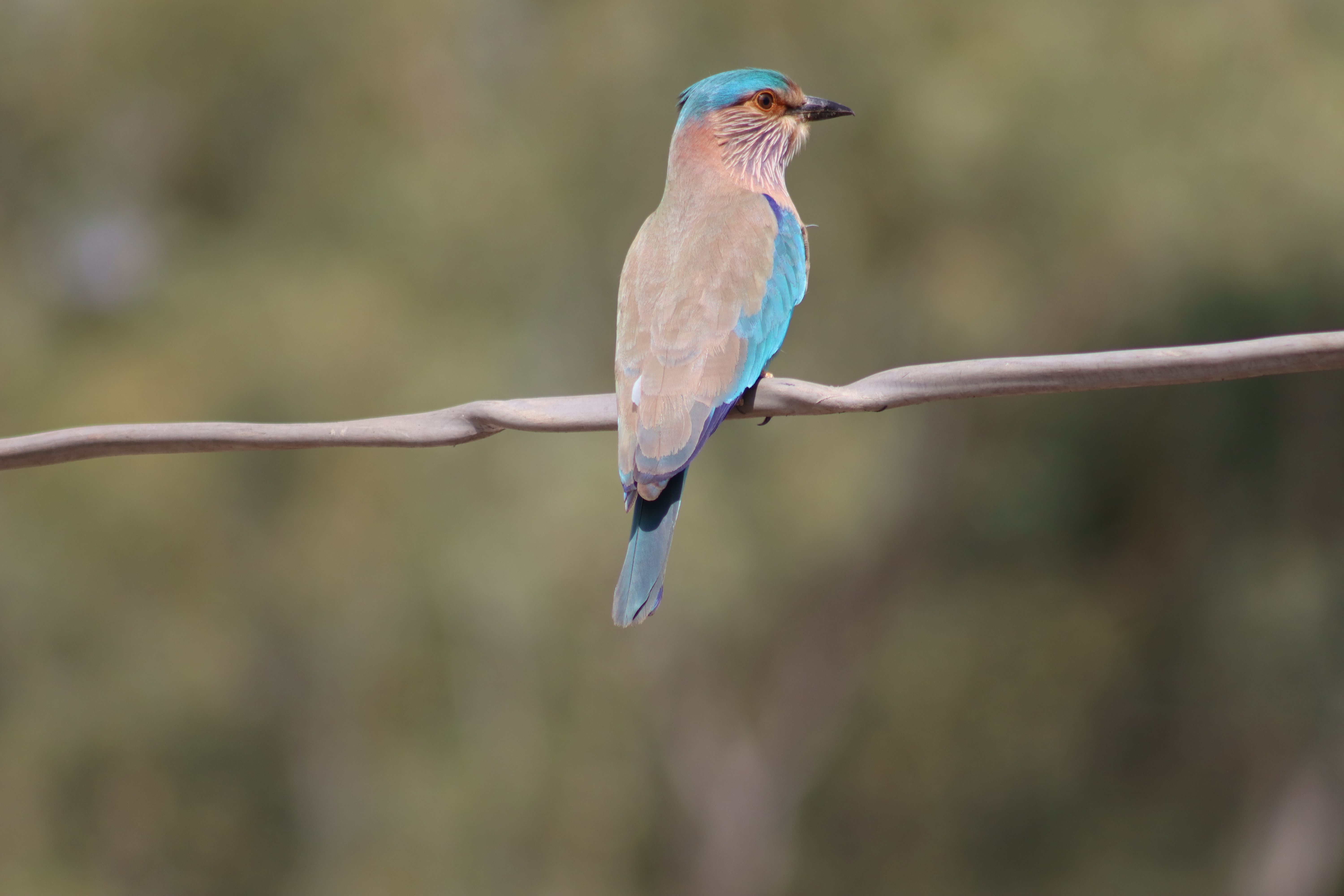 Indian Roller Bird Perched on Wire Against Nature · Free Stock Photo