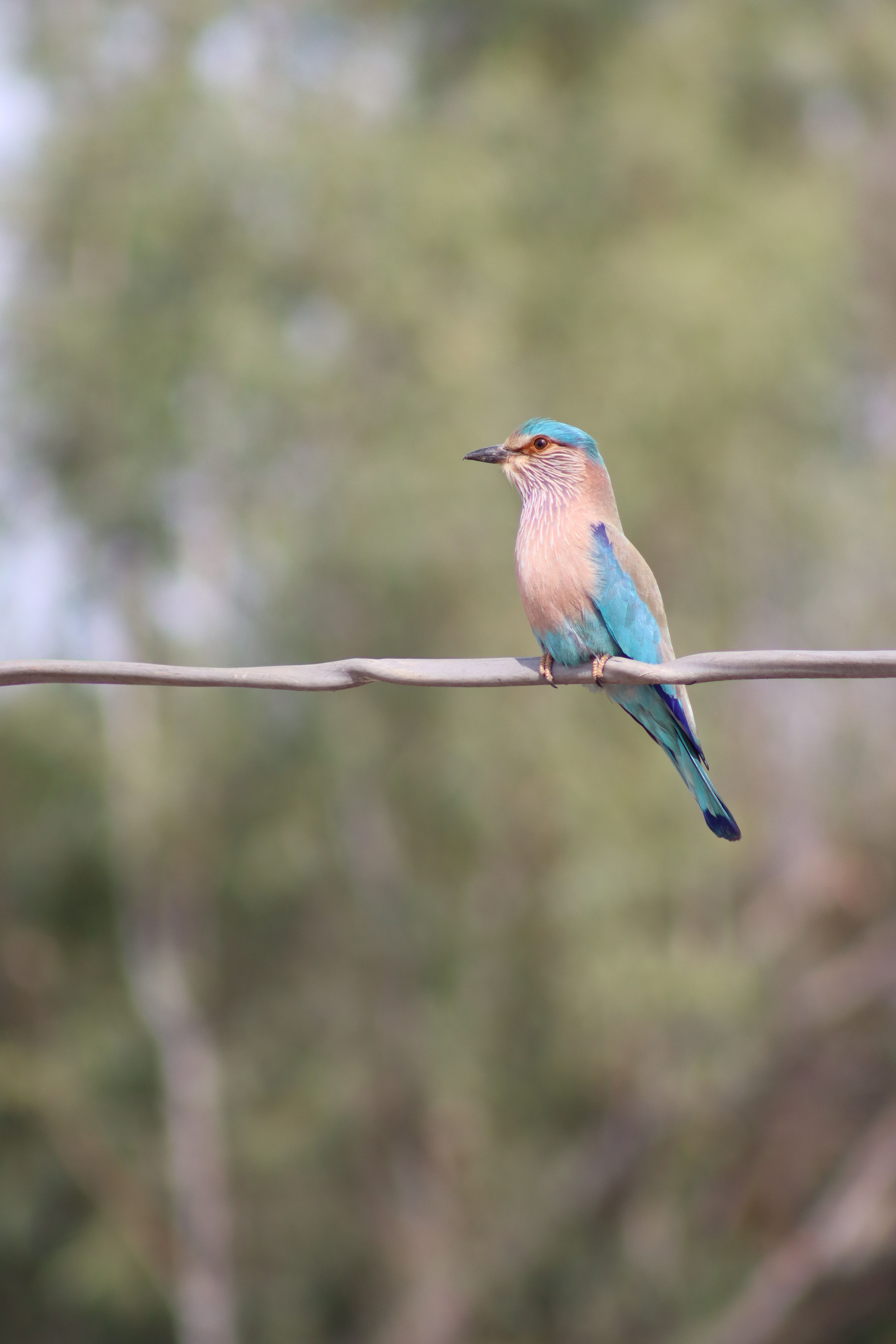 Indian Roller Birds Photos, Download The BEST Free Indian Roller Birds ...