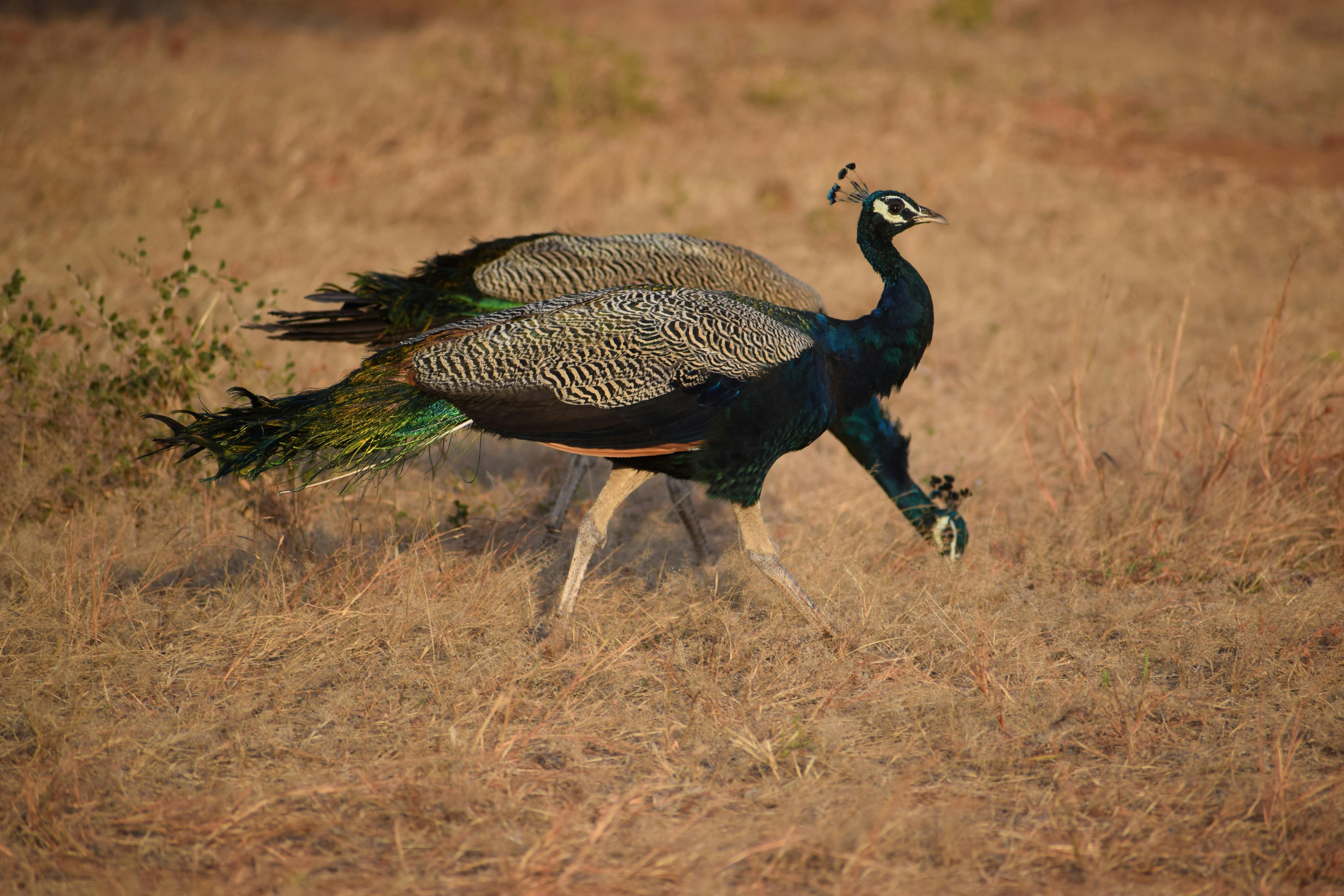 Two Indian Peafowls in Natural Habitat at Sunset · Free Stock Photo