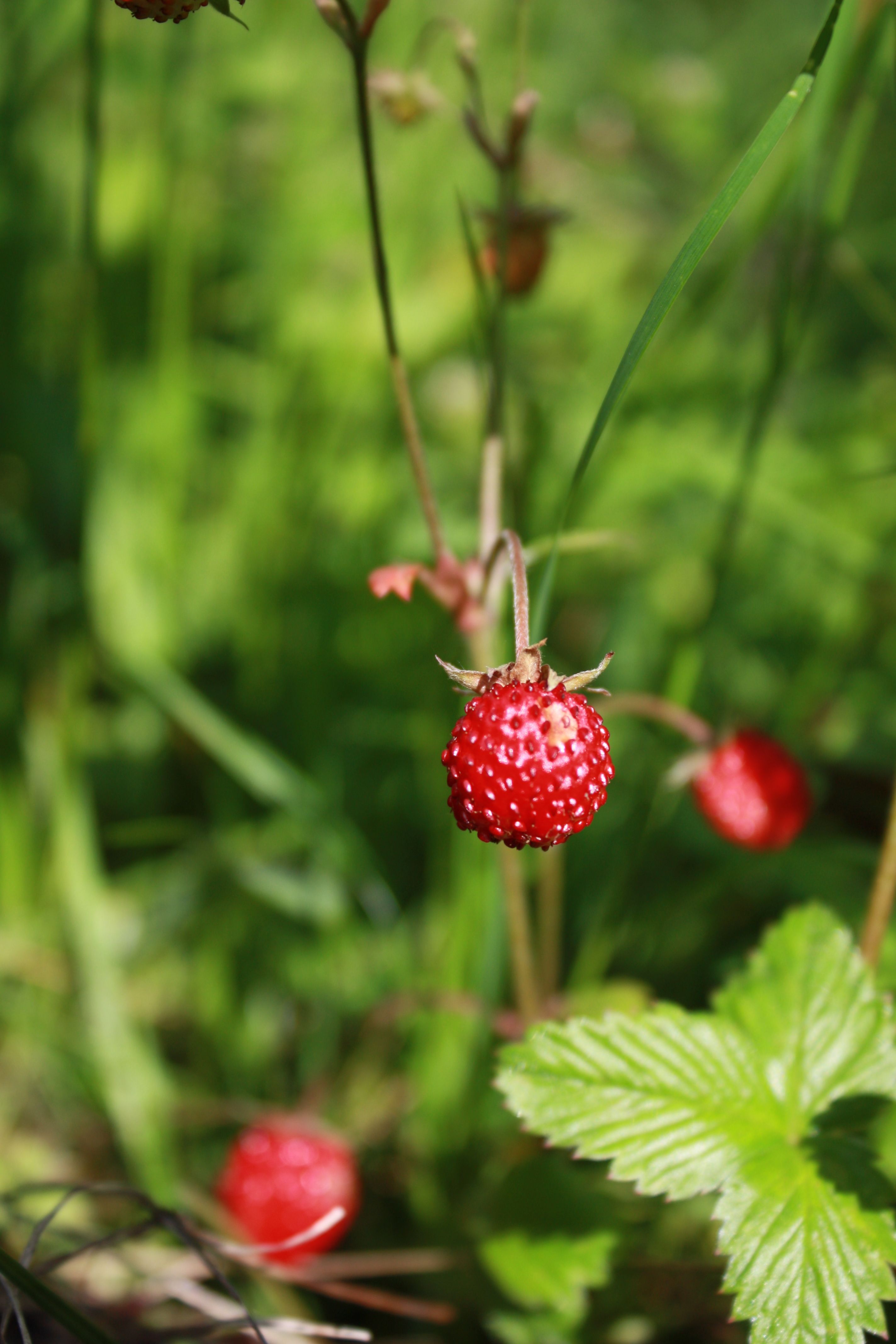 Selective Focus Photography of Strawberry Fruit · Free Stock Photo