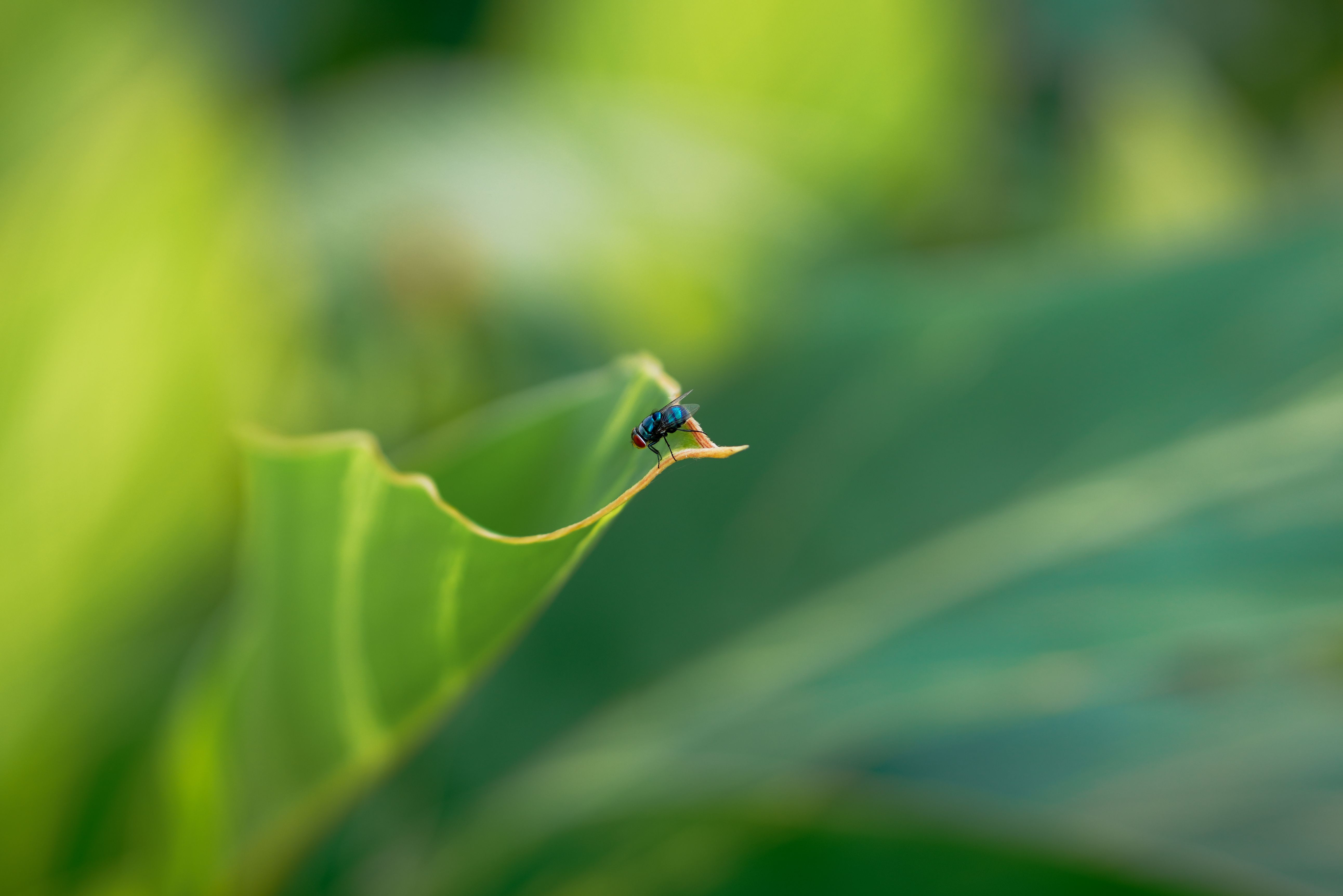 Close-Up of Fly on Leaf in Natural Setting · Free Stock Photo