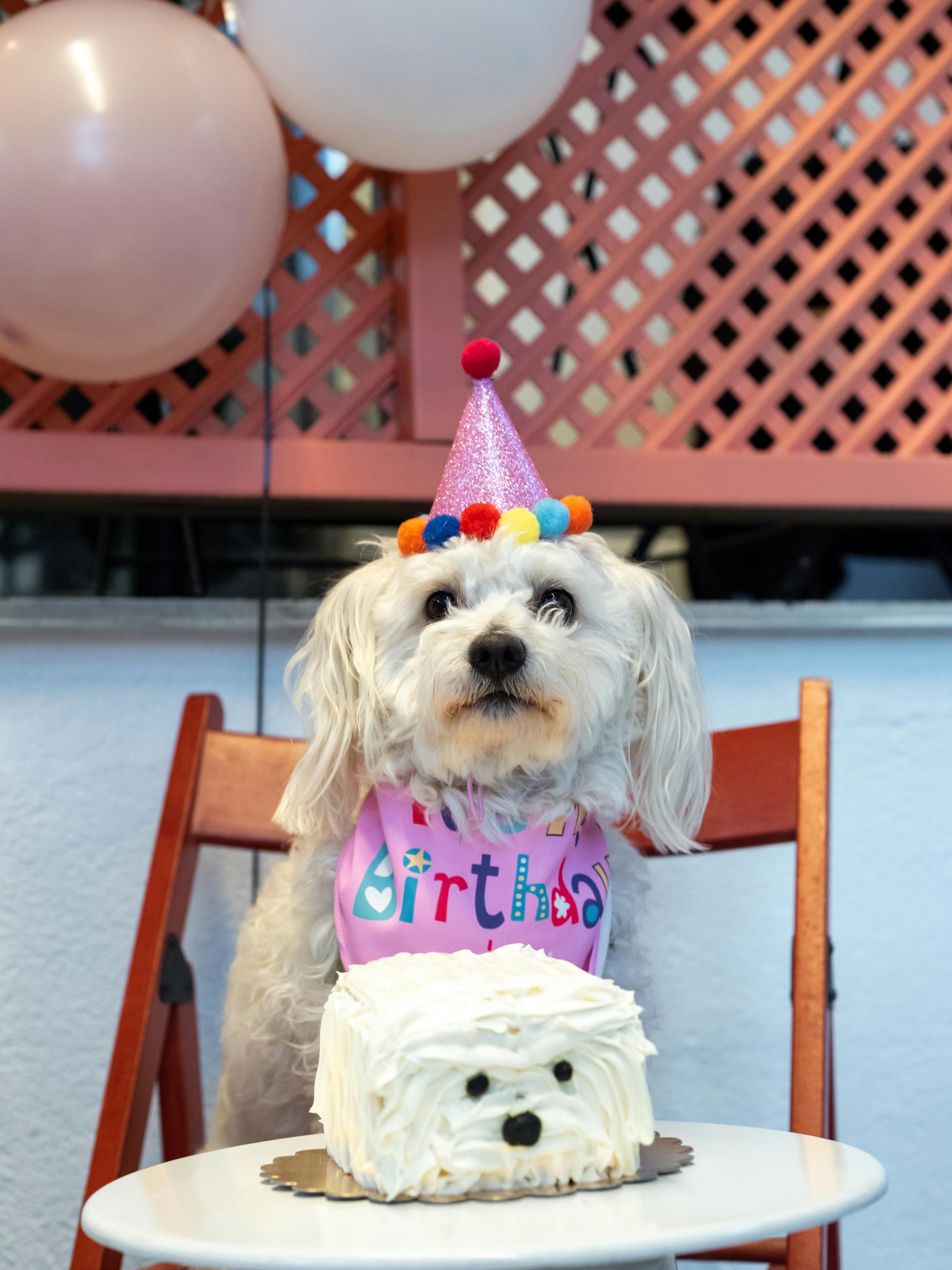 Adorable Maltese Puppy Birthday Celebration · Free Stock Photo