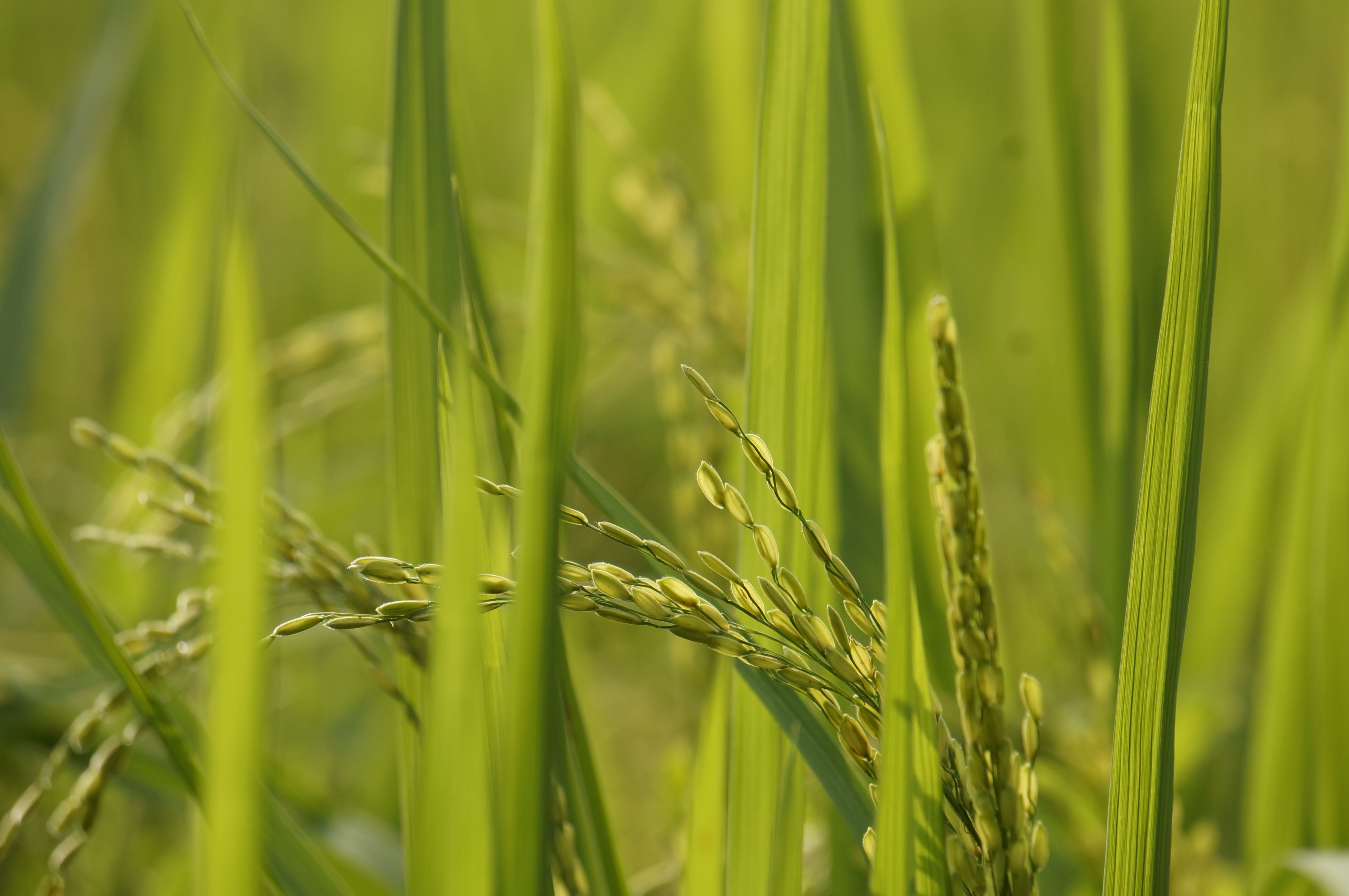 Rice Crop Closeup Photos, Download The BEST Free Rice Crop Closeup ...