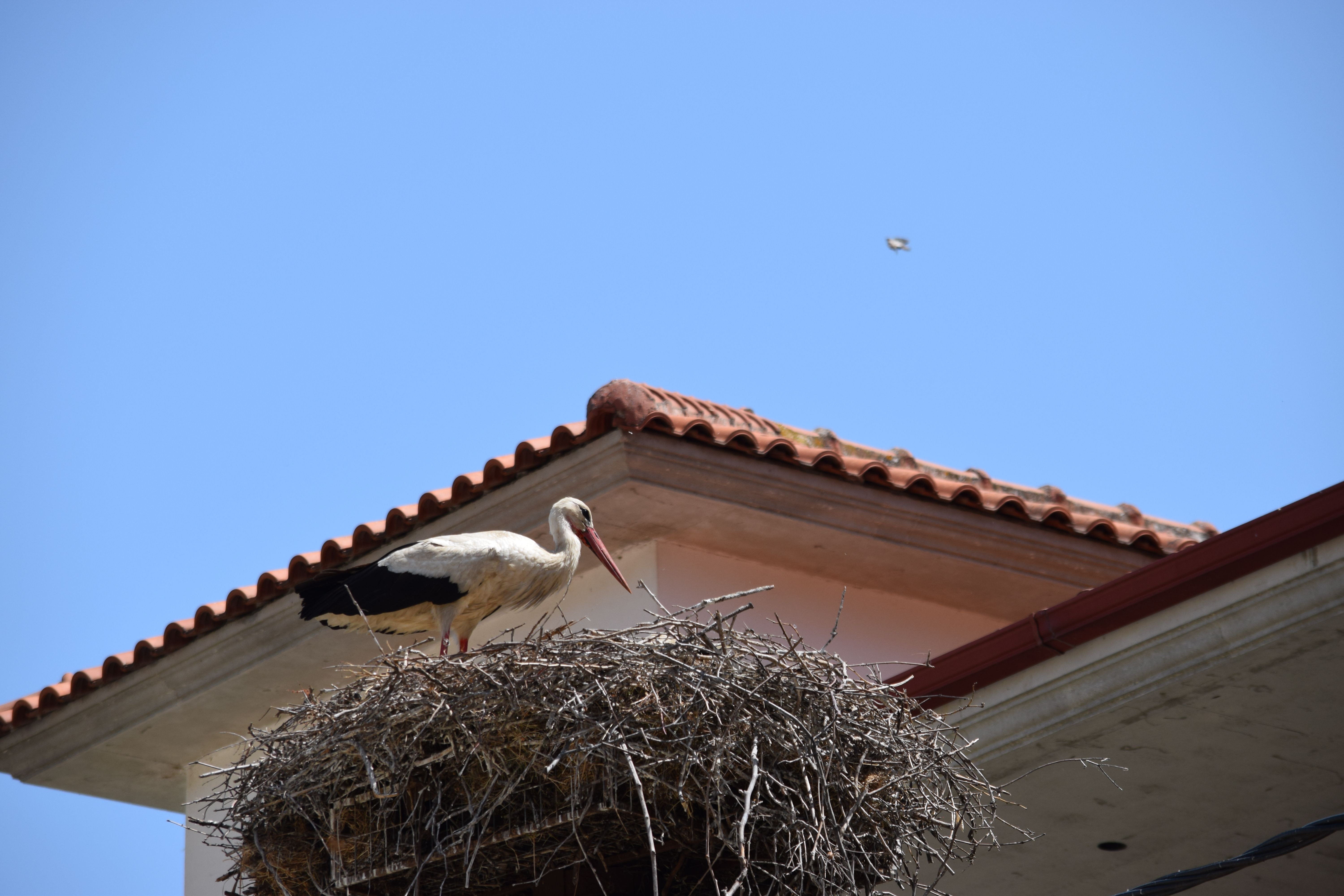 Stork Nesting on Rooftop in Greek Village · Free Stock Photo