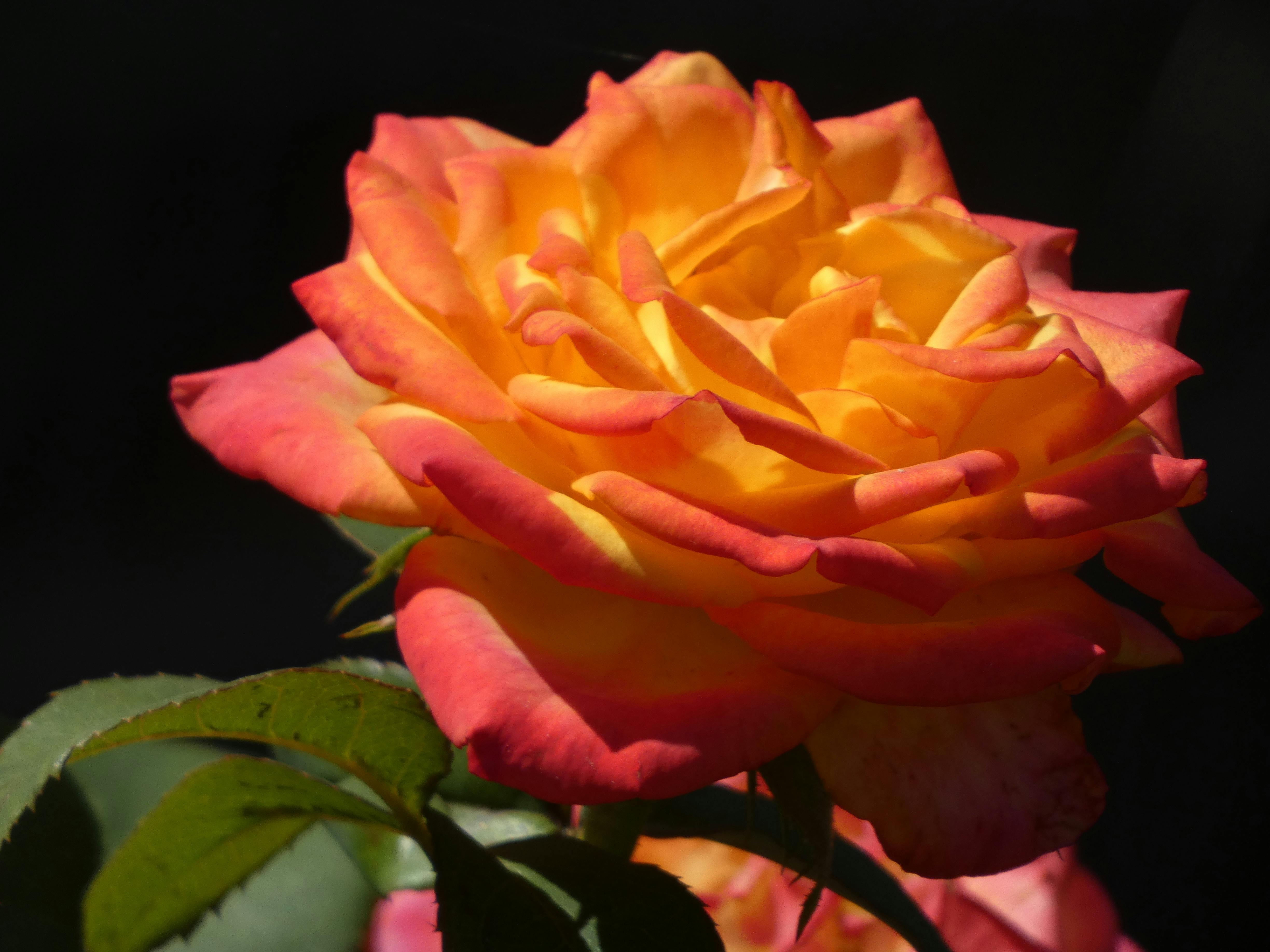 Shade Photos, Download The BEST Free Shade Stock Photos & HD Images