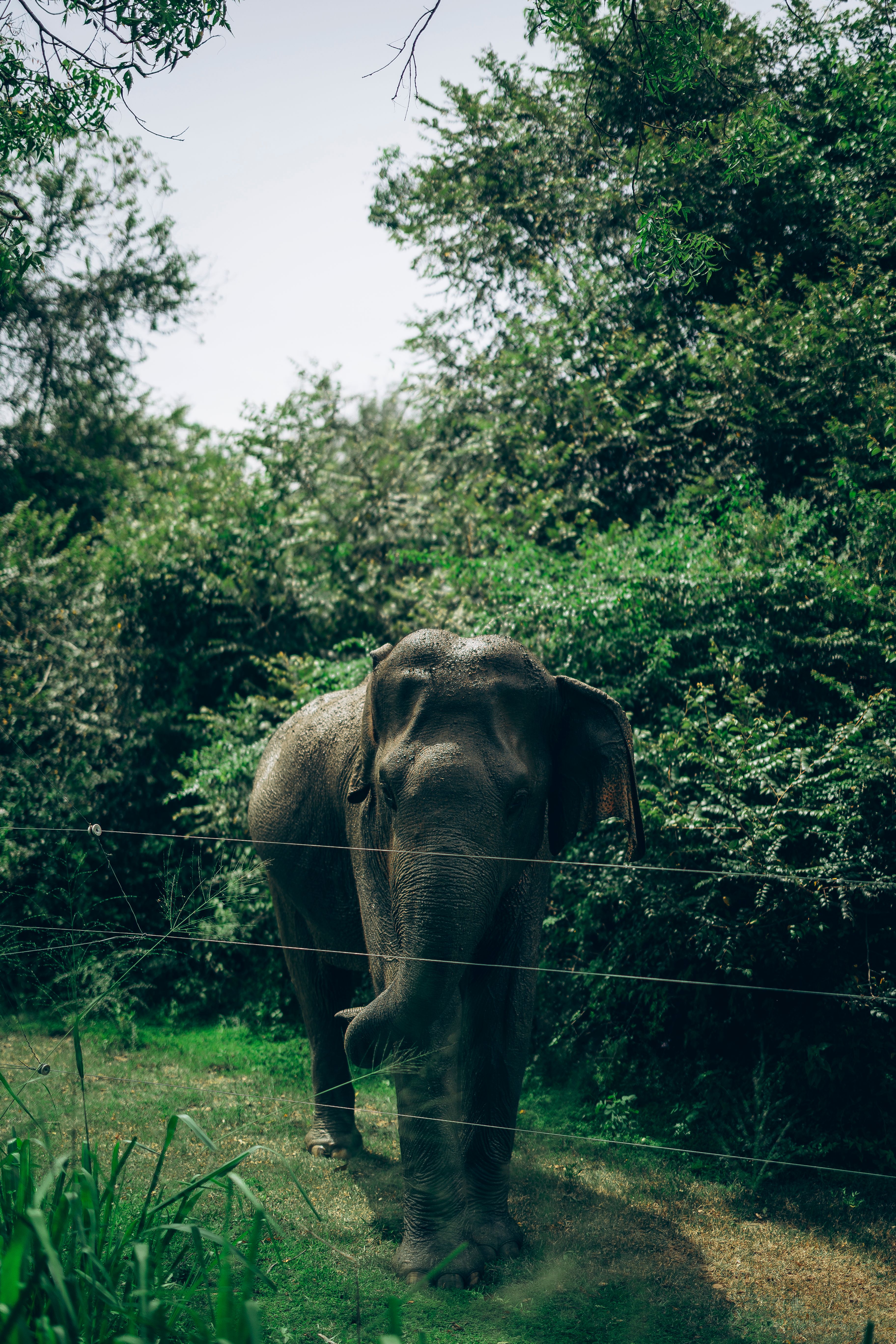 Grey Elephant Walking on Green Grass Field · Free Stock Photo