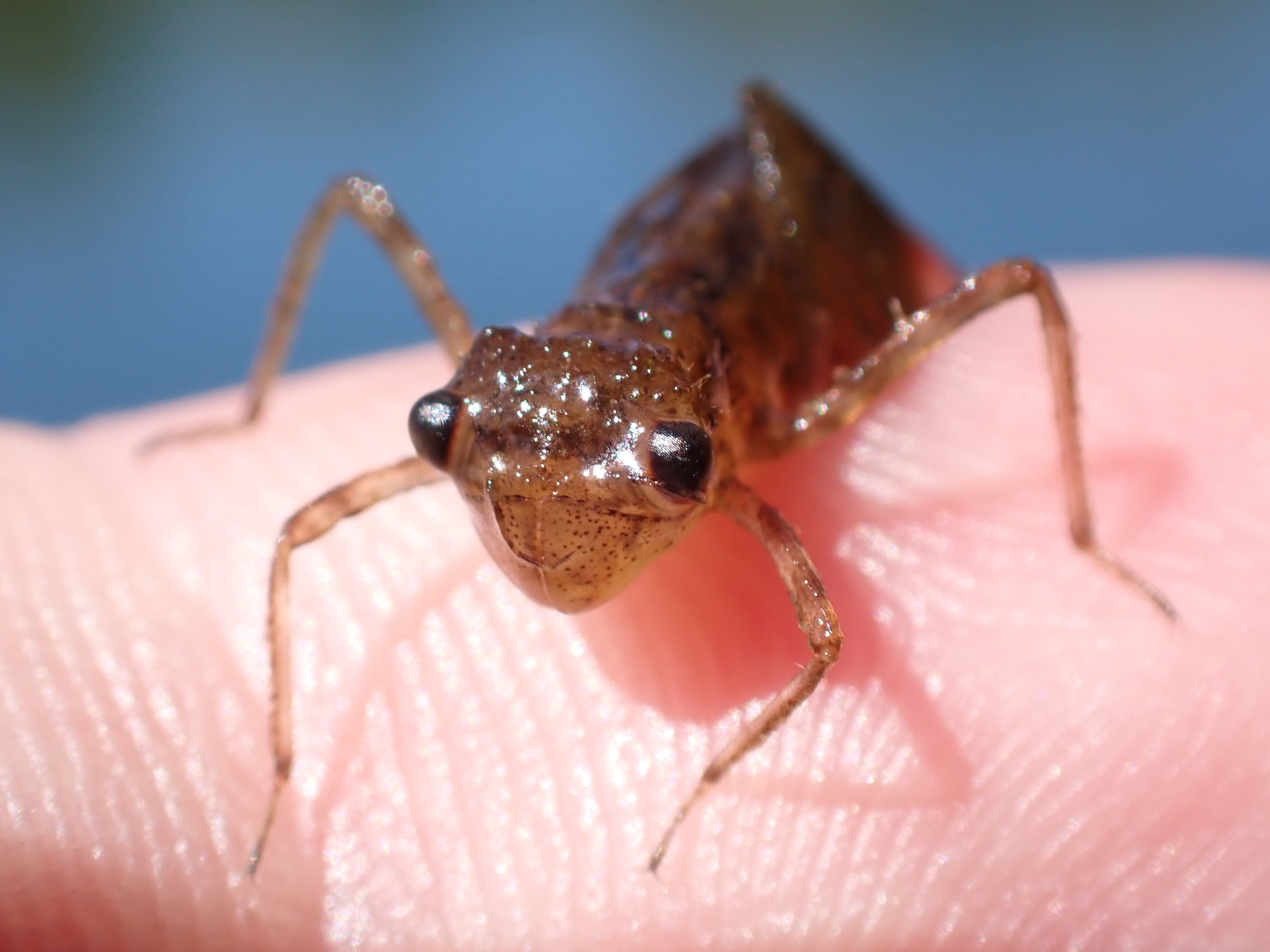 Close-Up Image of a Dragonfly Nymph · Free Stock Photo