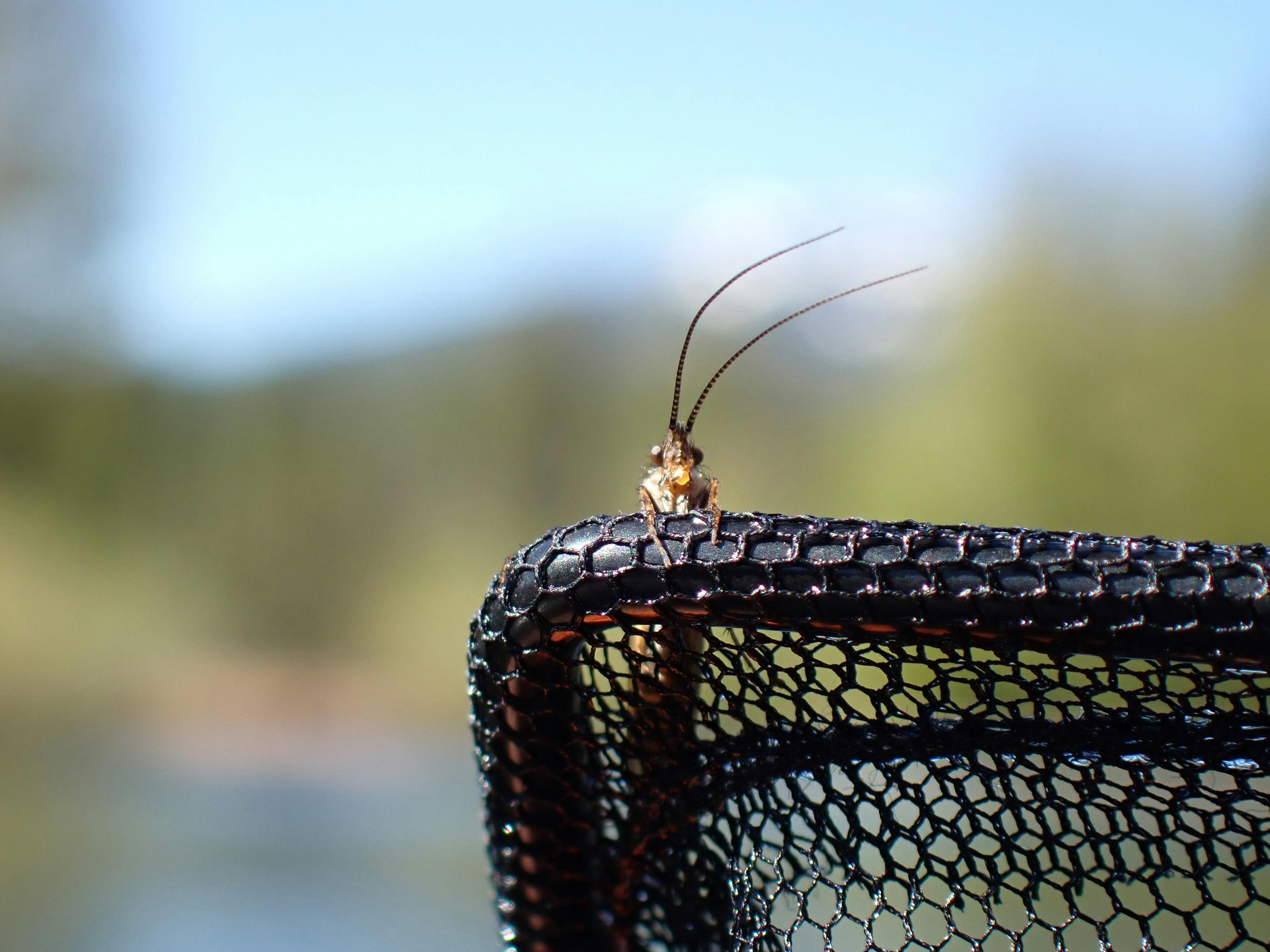 Lightning Bug Photos, Download The BEST Free Lightning Bug Stock Photos ...
