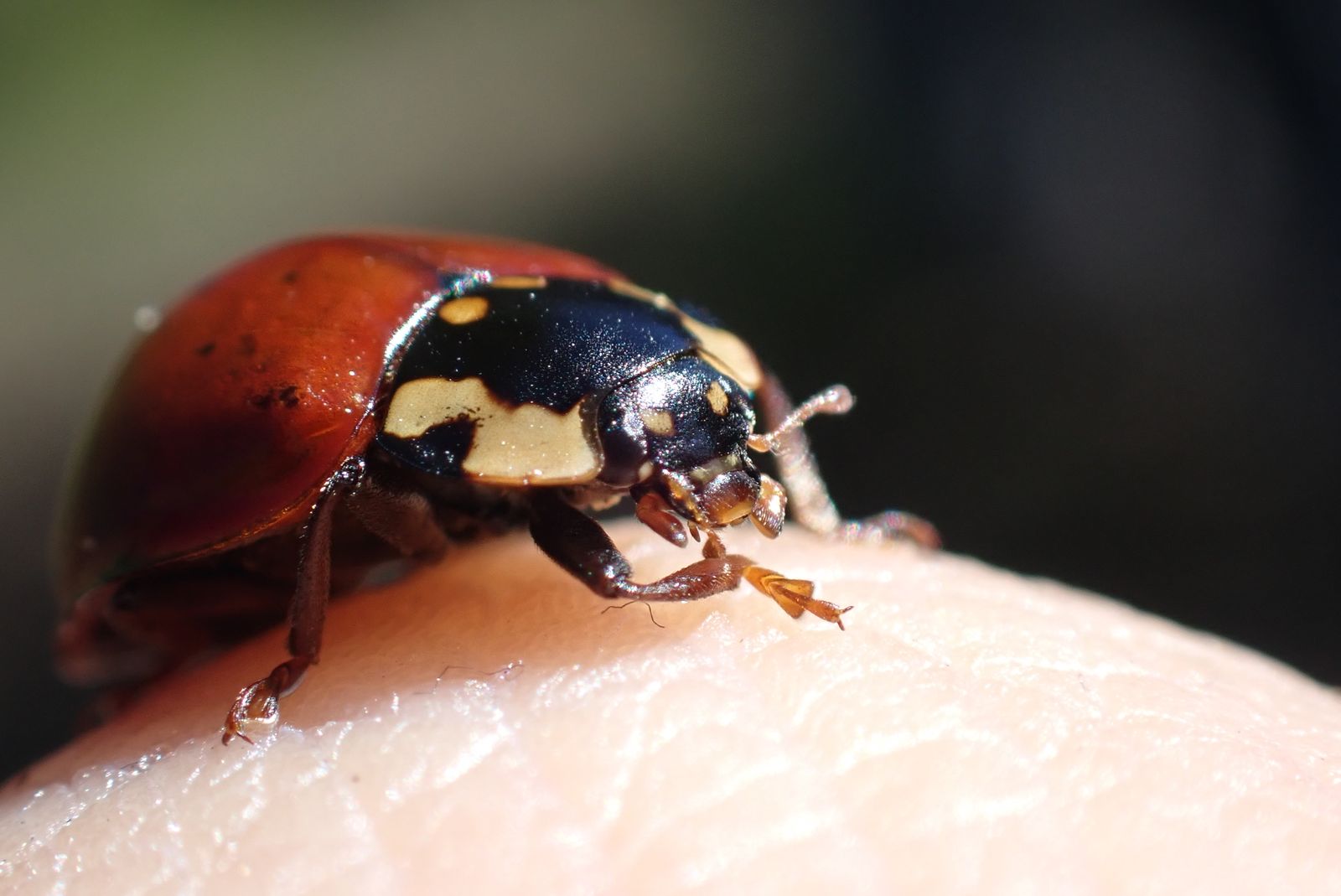 Cute Ladybug Photos, Download The BEST Free Cute Ladybug Stock Photos ...