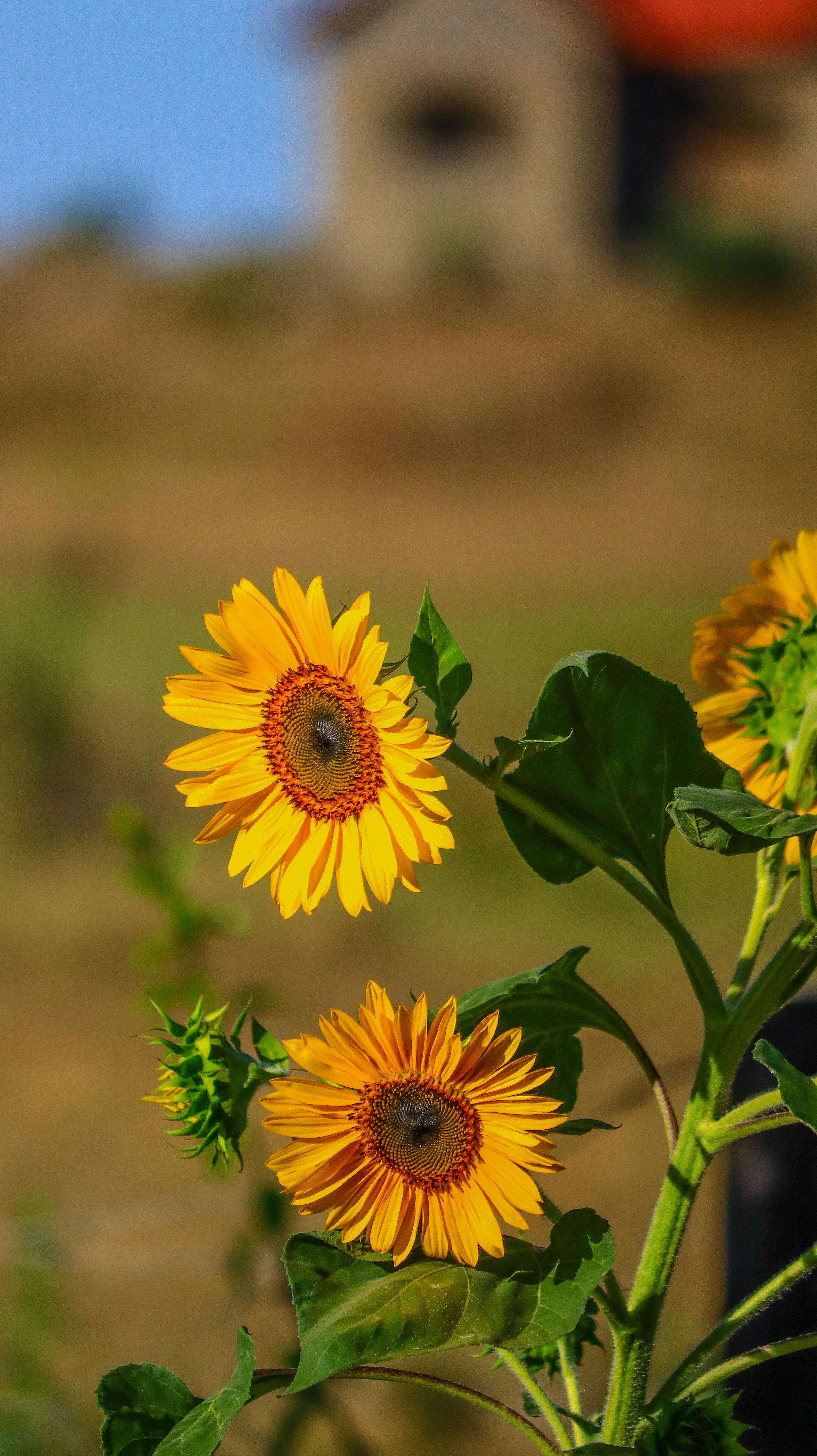 Vibrant Sunflowers in Kenyan Countryside · Free Stock Photo