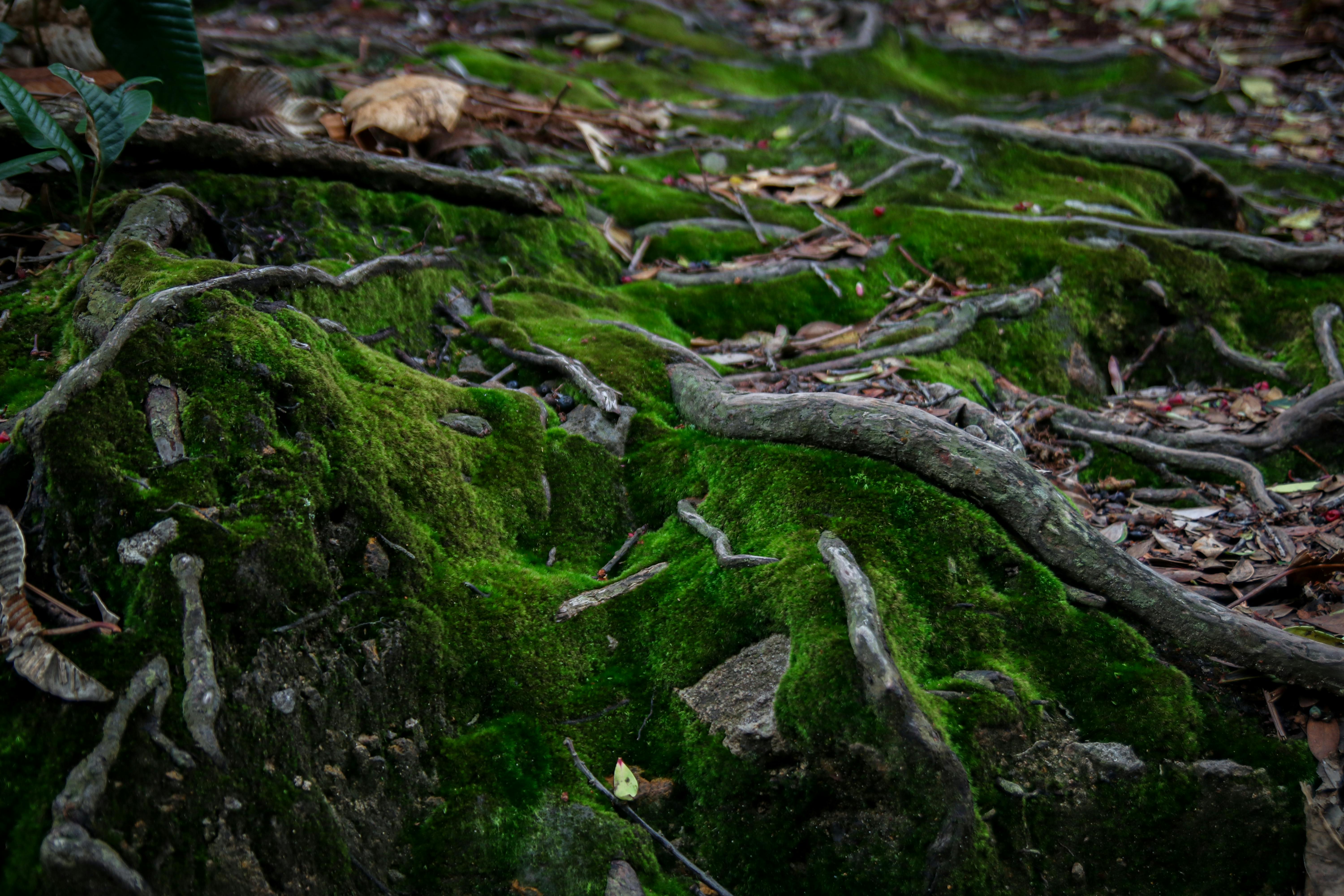 Tree Roots Photos, Download The BEST Free Tree Roots Stock Photos & HD ...