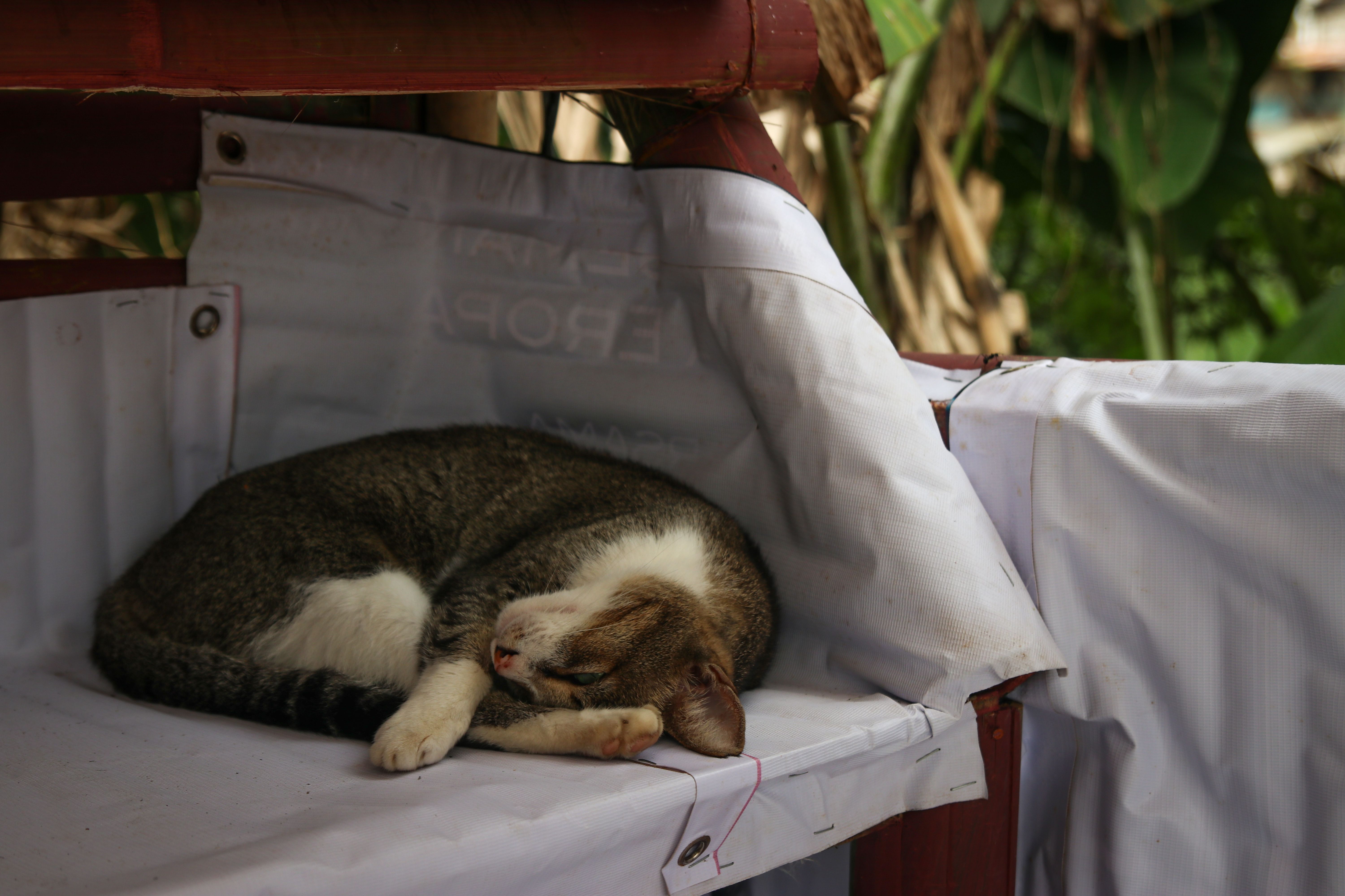 Nagatoro+Cat Photos, Download The BEST Free Nagatoro+Cat Stock Photos ...