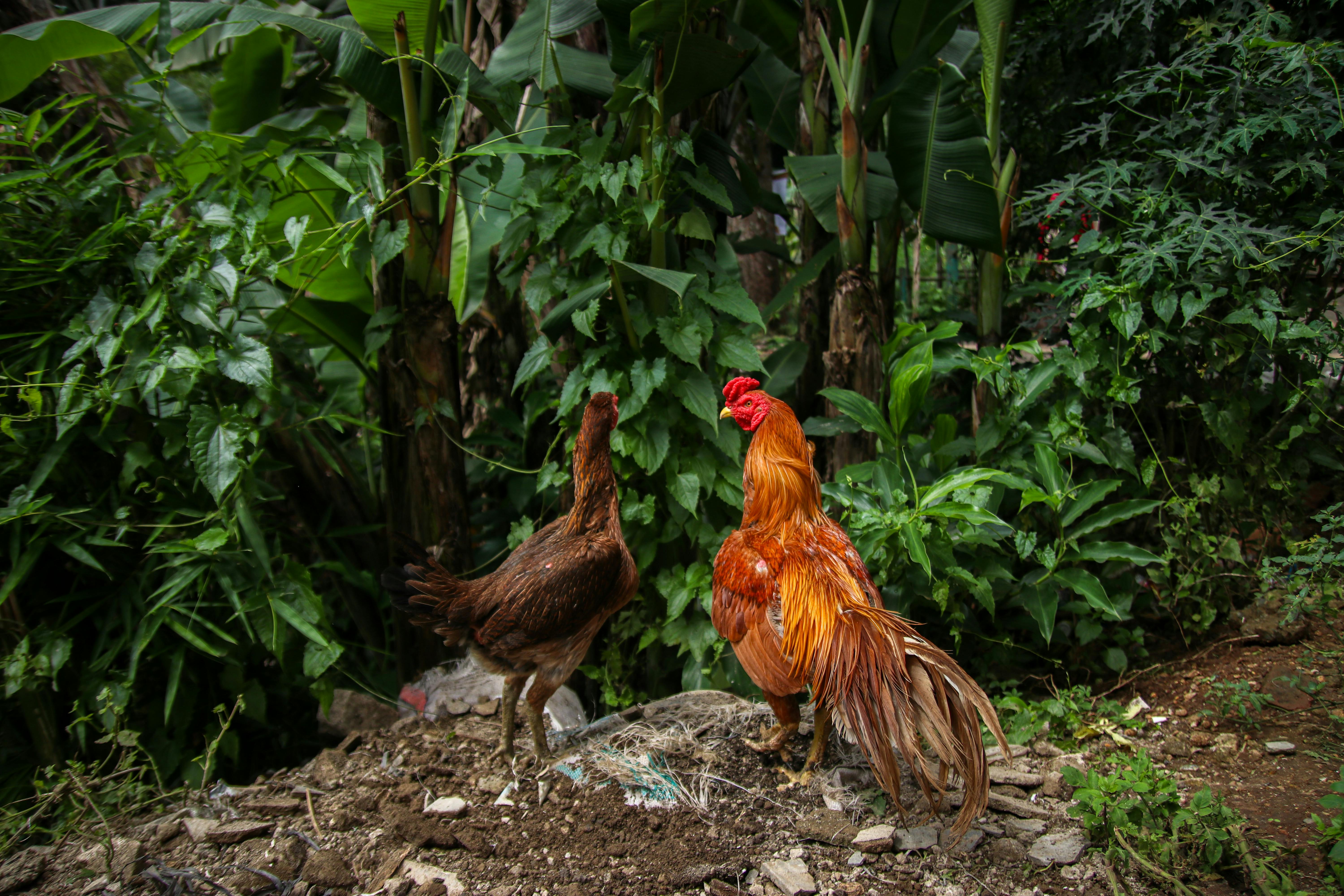 Indonesian Village Chickens in Lush Greenery · Free Stock Photo