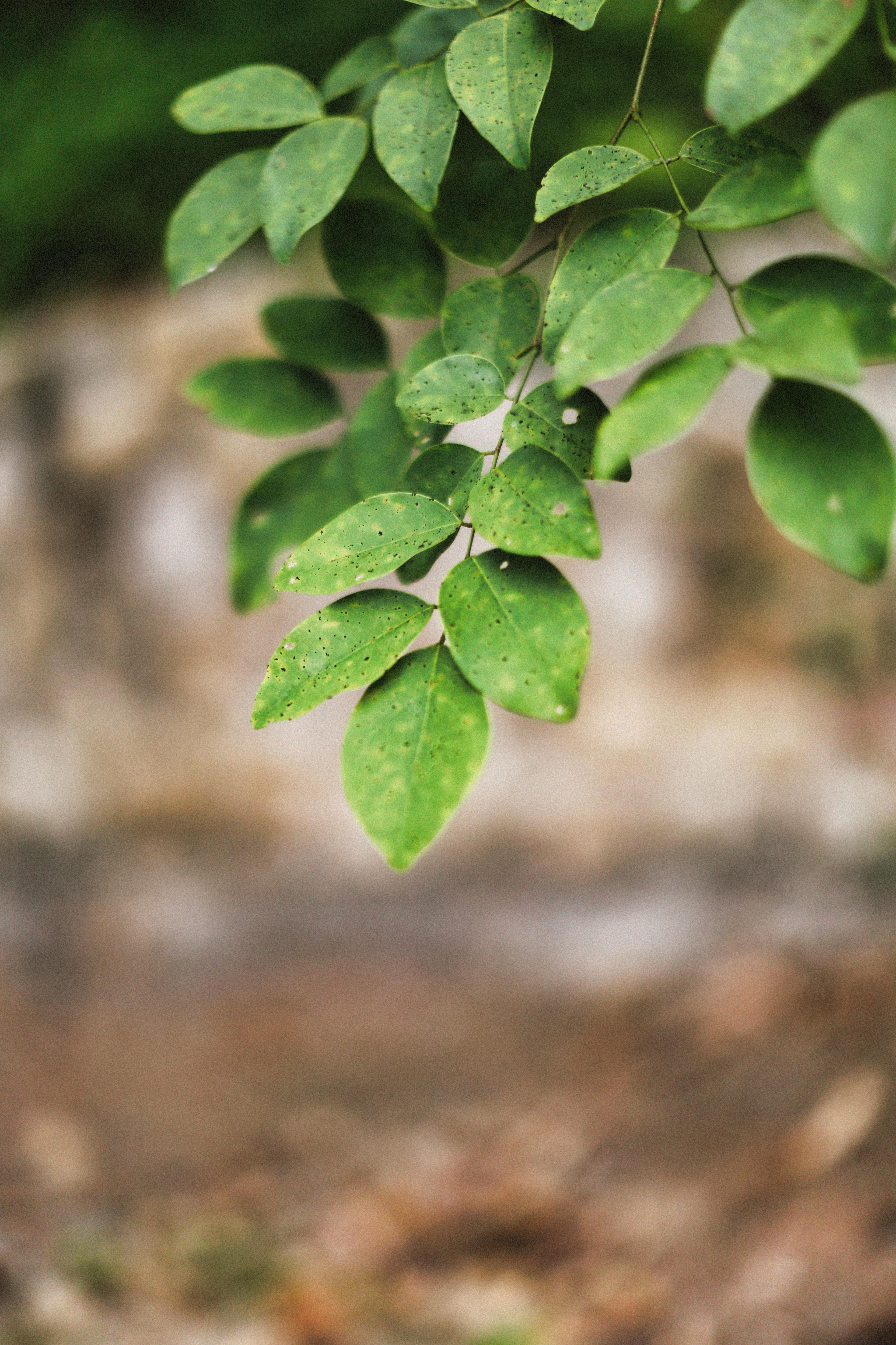 Close-up of Green Leaves with Blurry Background · Free Stock Photo